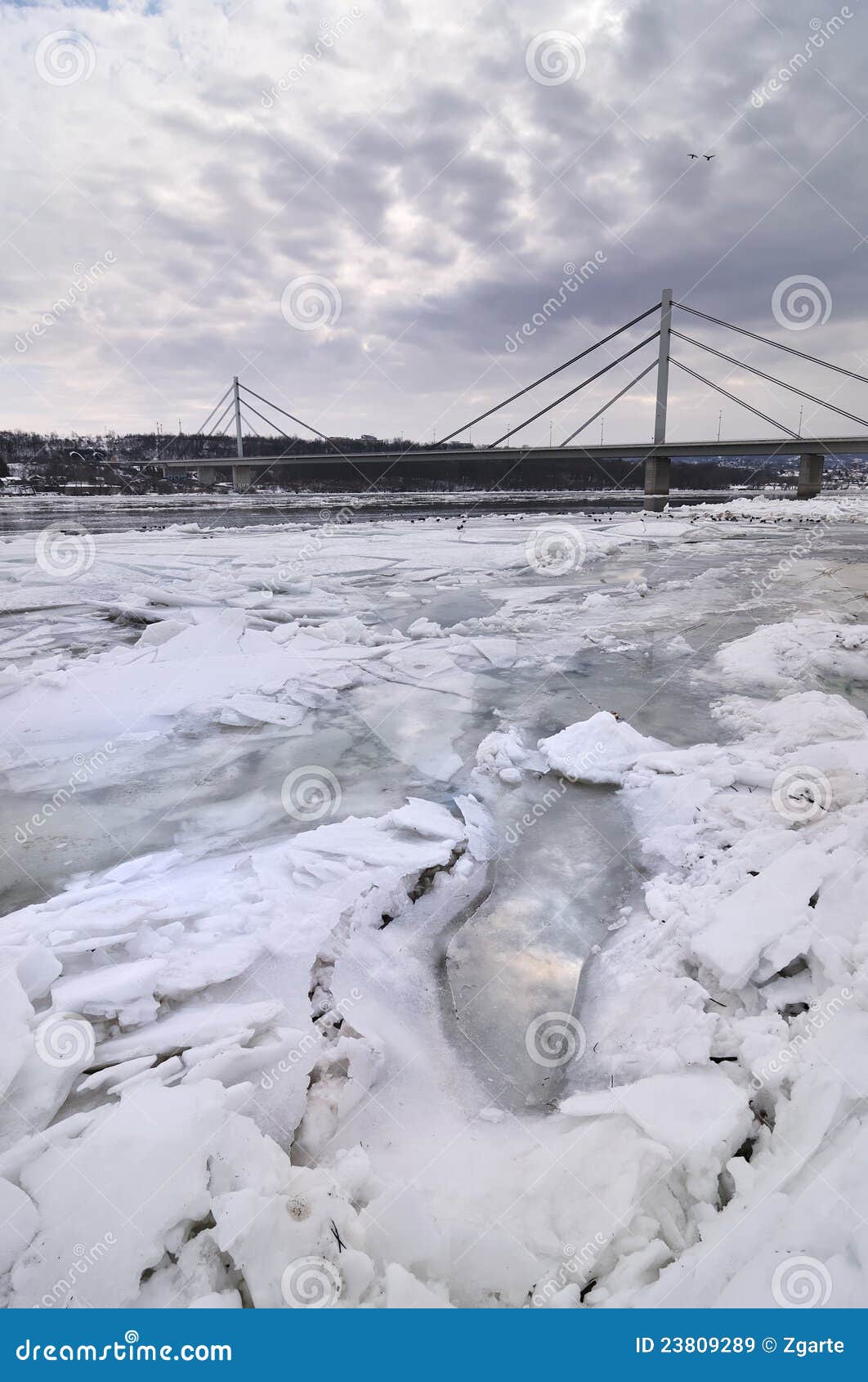 Ice on river stock image. Image of animal, duck, frost - 23809289