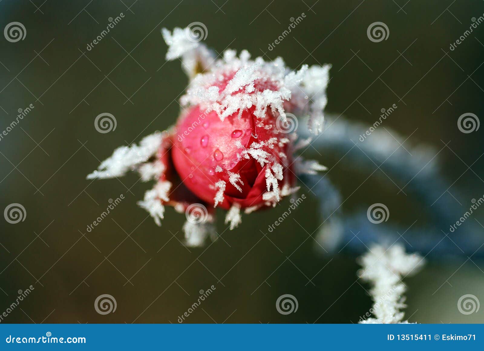 Ice rose stock image. Image of frozen, rose, plants, crystals - 13515411