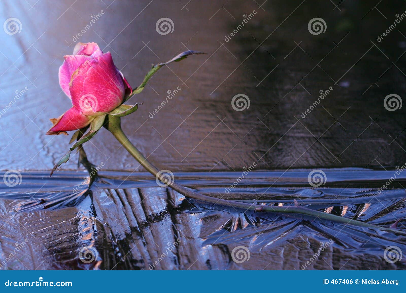 Ice Rose stock photo. Image of pink, close, rose, frozen - 467406