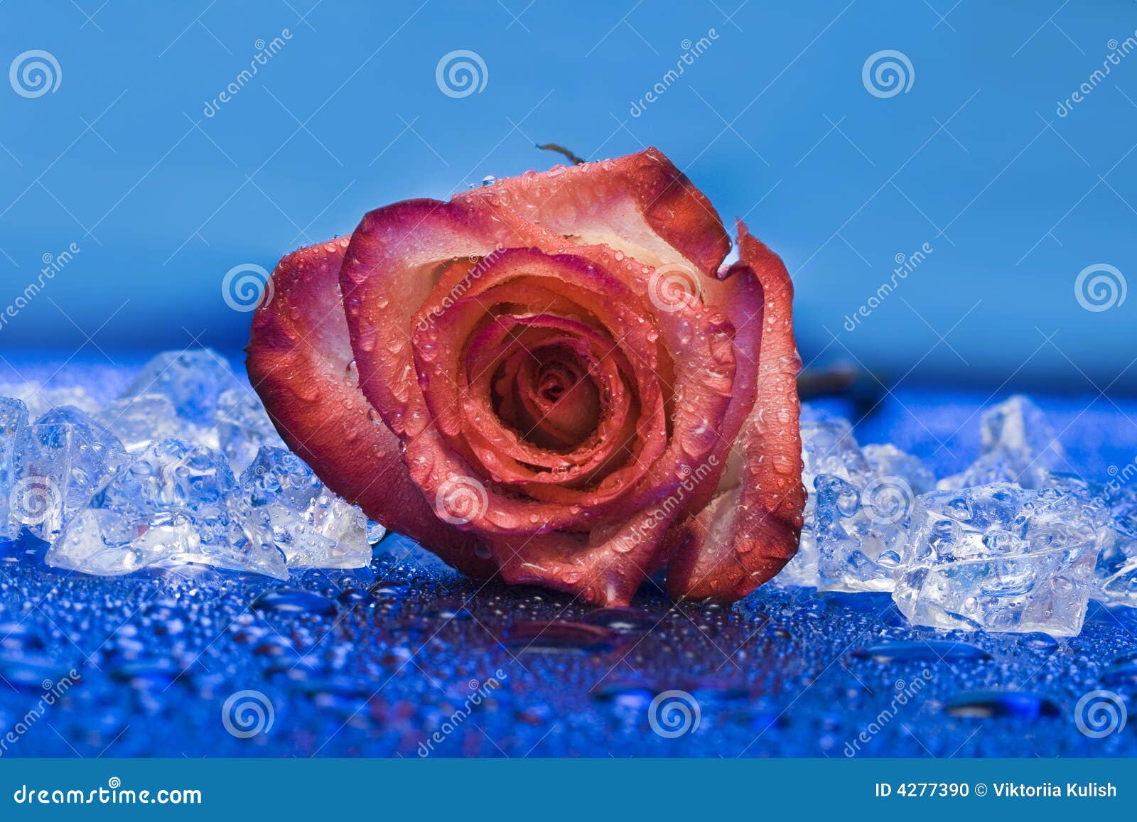 Ice with rose on blue stock photo. Image of jewel, chill - 4277390