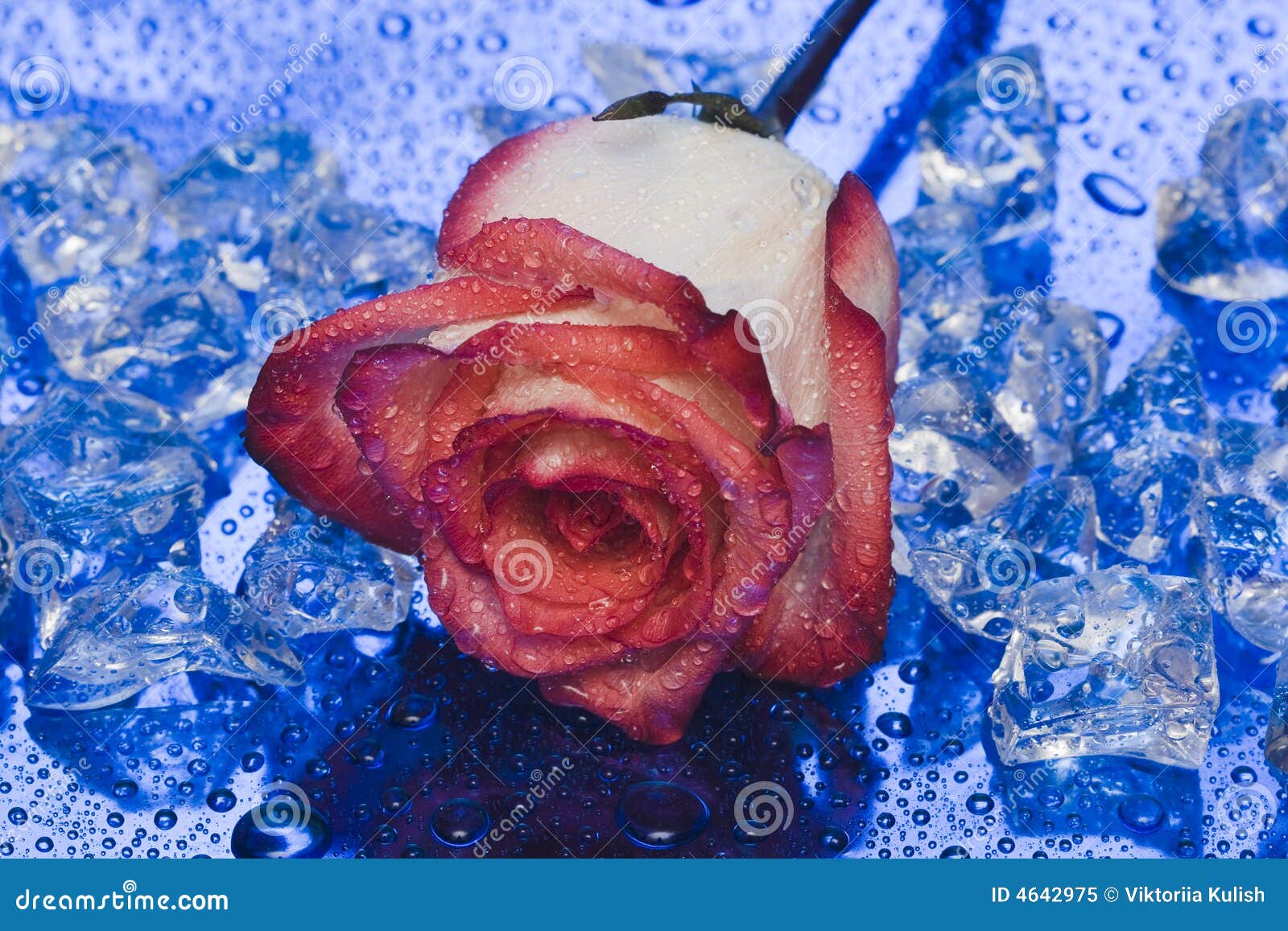 Ice with Rose on Blue Background Stock Image - Image of drink, frozen ...