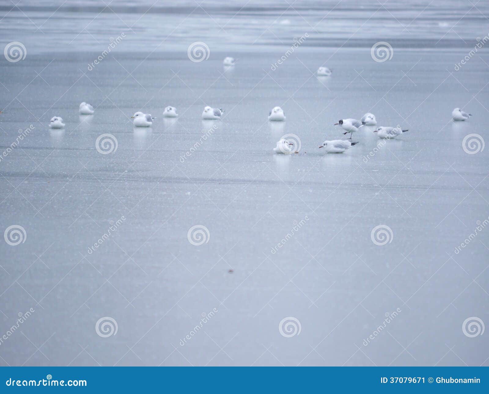 Ice seagull winter stock image. Image of feathers, outdoors - 37079671