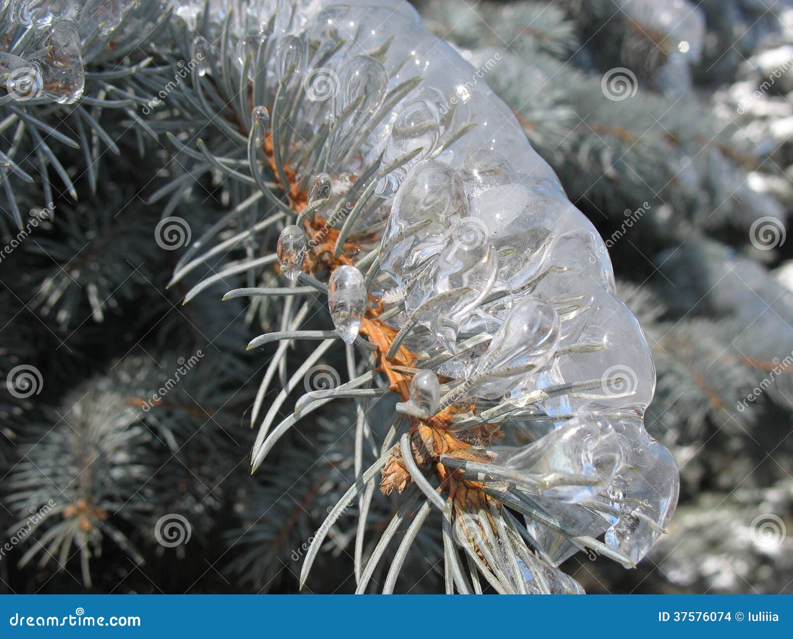 In the ice shell stock photo. Image of sparkle, icicles - 37576074