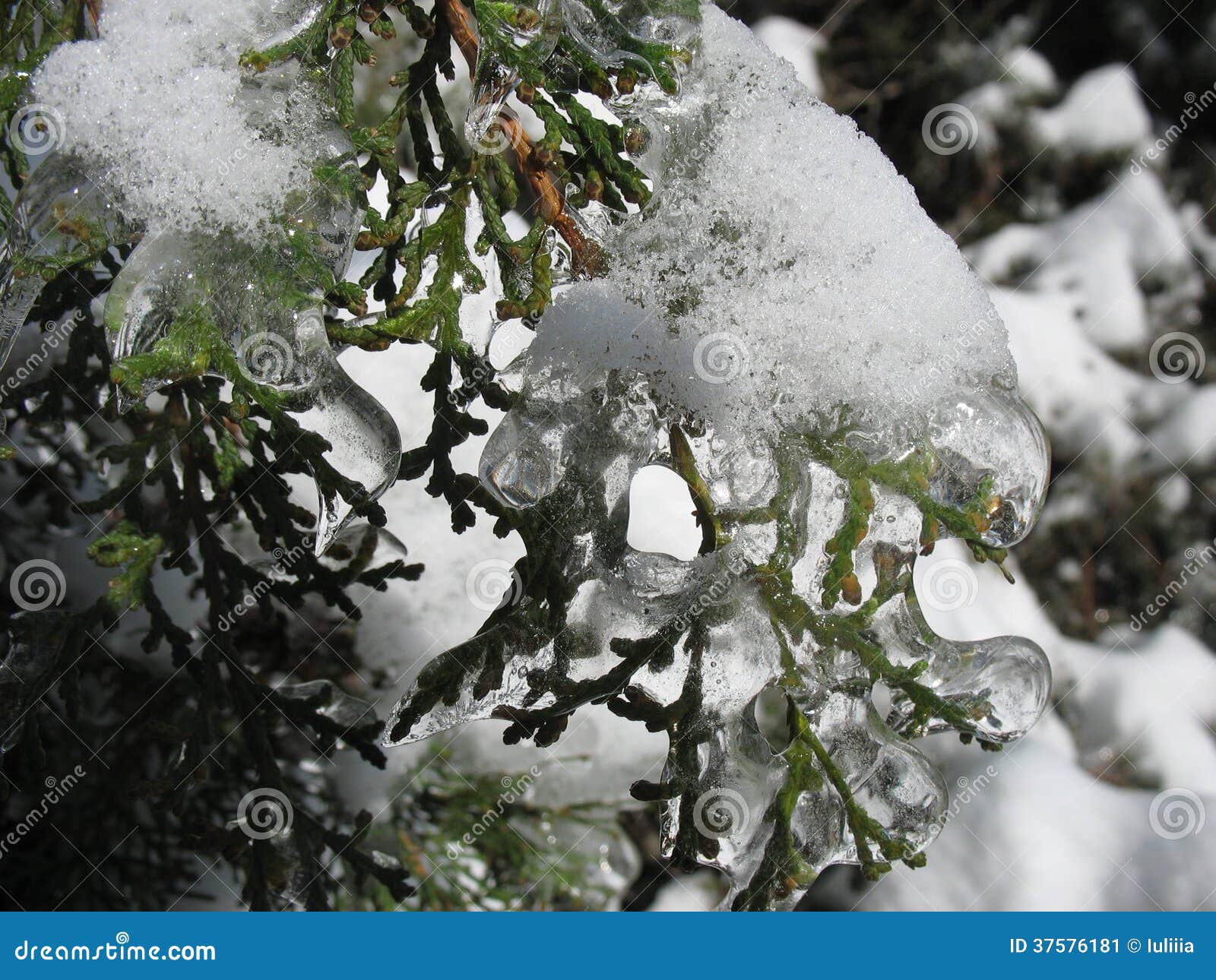 In the ice shell stock image. Image of armor, crystal - 37576181