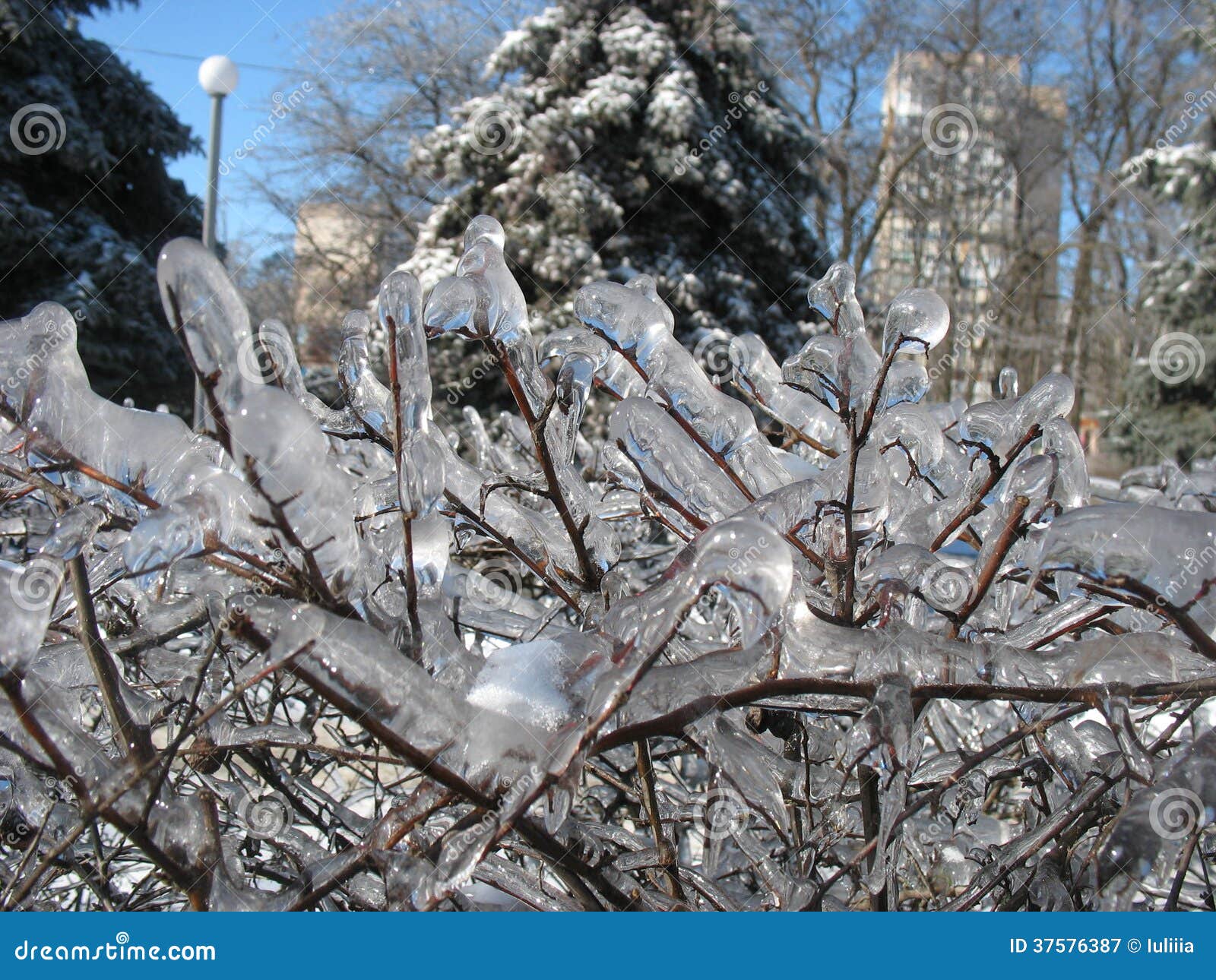 In the ice shell stock image. Image of reflection, sparkle - 37576387