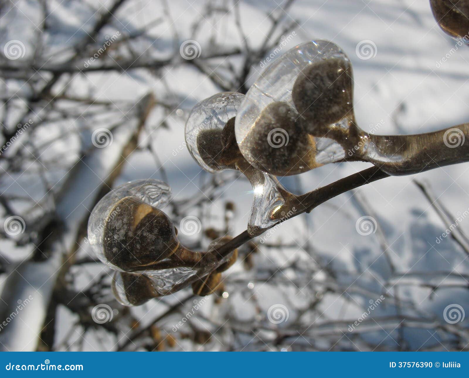 In the ice shell stock photo. Image of sparkle, icicles - 37576390
