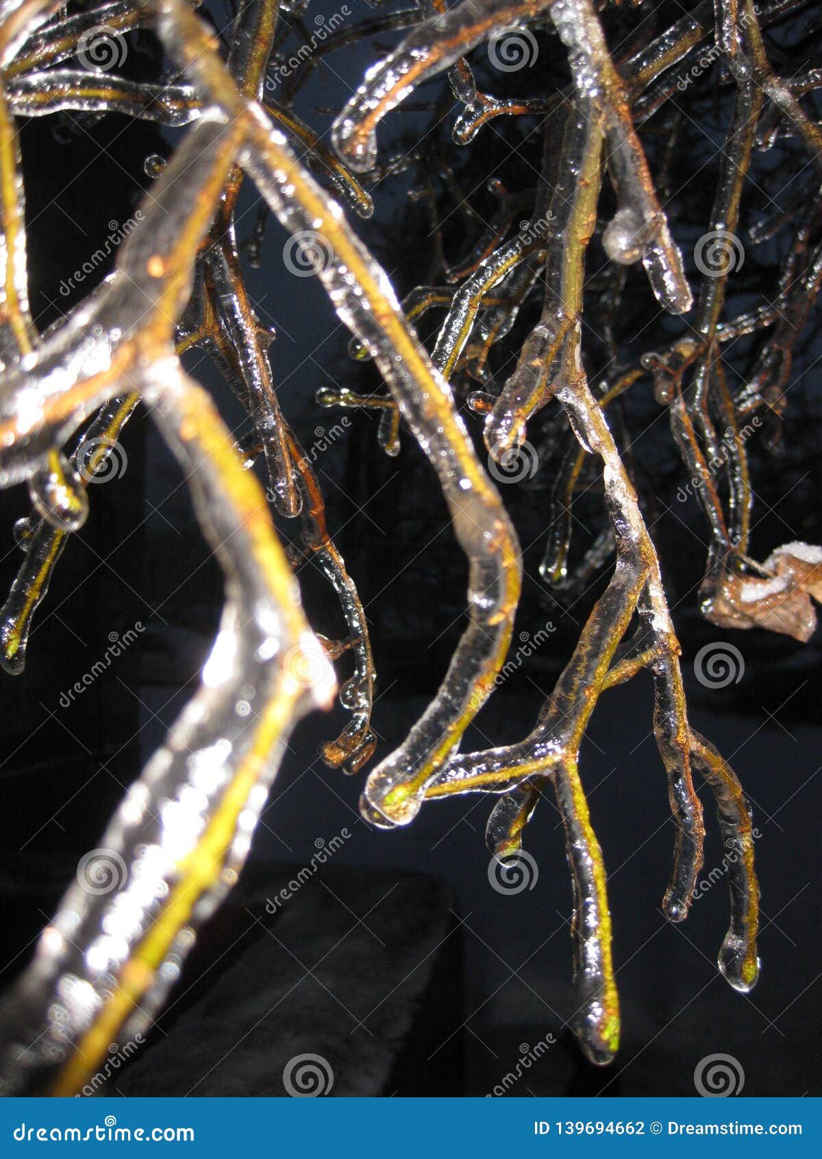 In the ice shell stock photo. Image of branch, night - 139694662