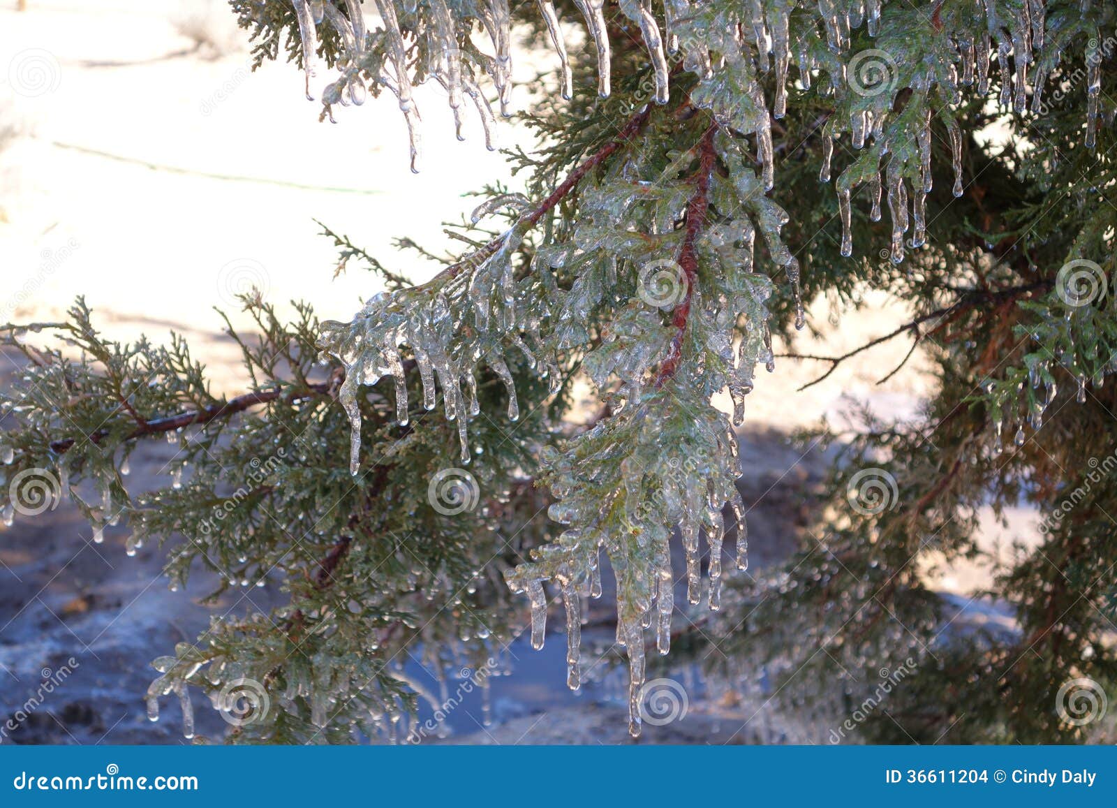 Ice Sickles on the Juniper Branches Stock Photo - Image of nature, hard ...