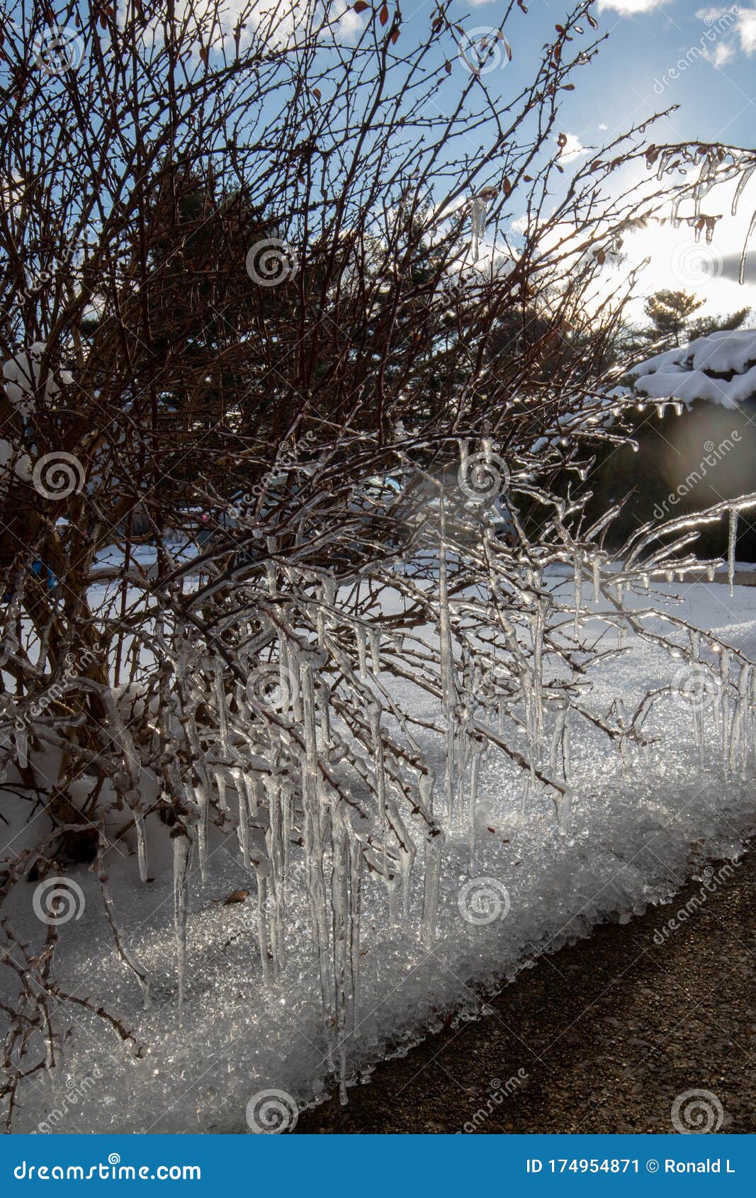 Ice and Snow on a Branch after a Sleet Stock Image - Image of covered ...