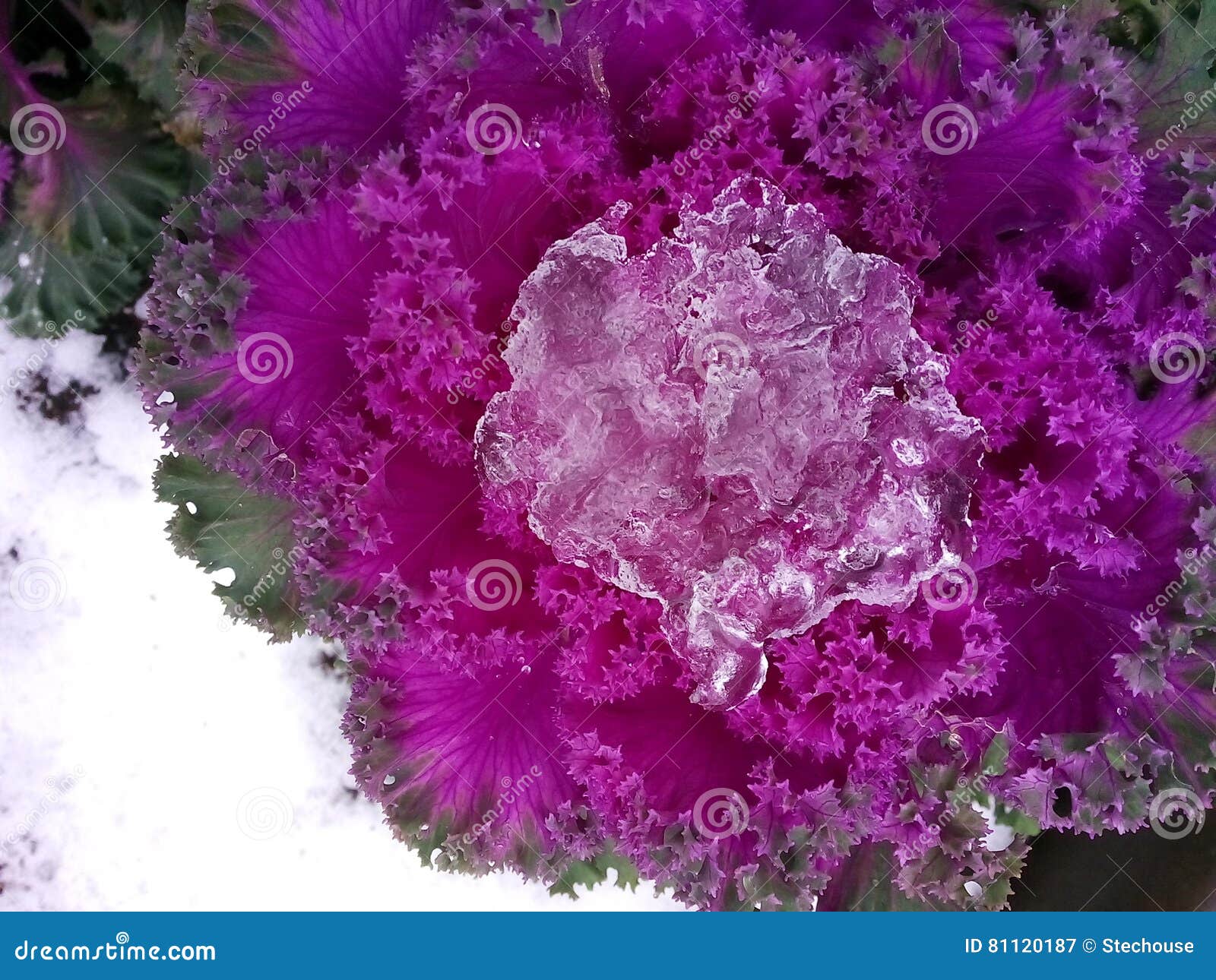 Ice and snow on a cabbage stock image. Image of change - 81120187