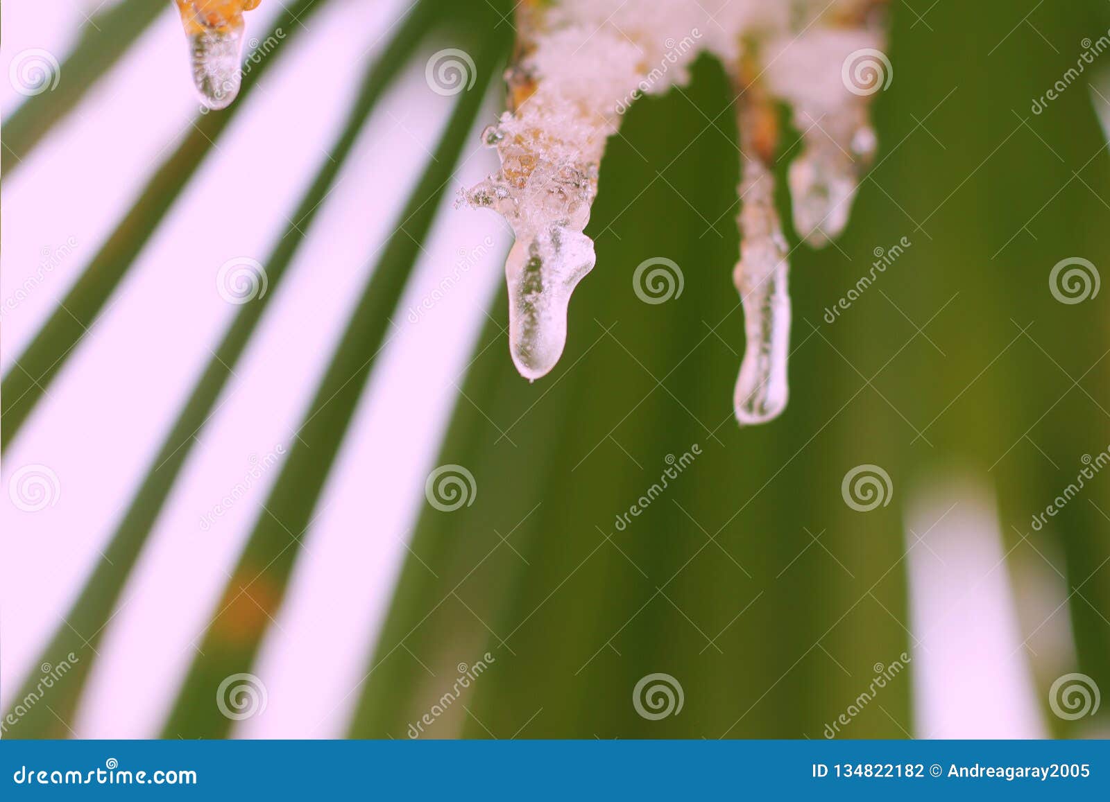 Ice and Snow Close Up Hanging from a Palm Leaf Stock Photo - Image of ...