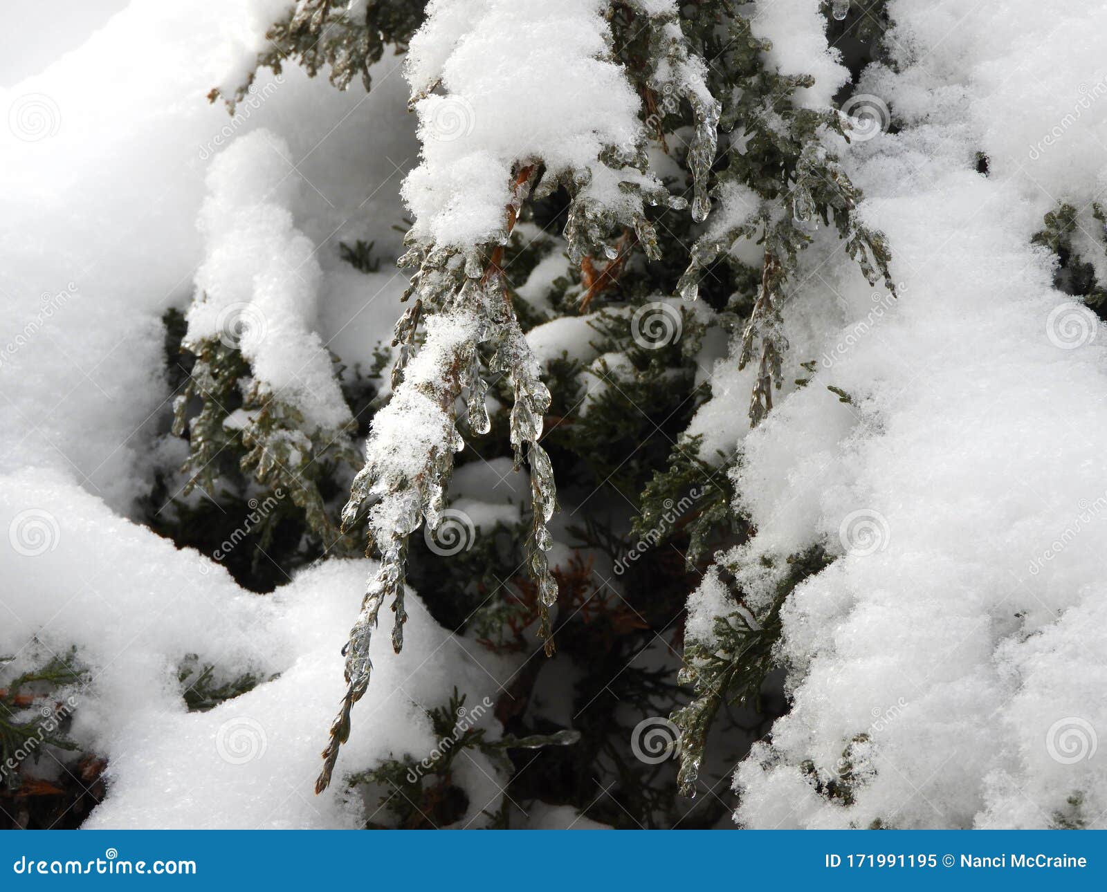 Ice and Snow Covered Shrub after Snowstorm Stock Image - Image of damage, limb: 171991195