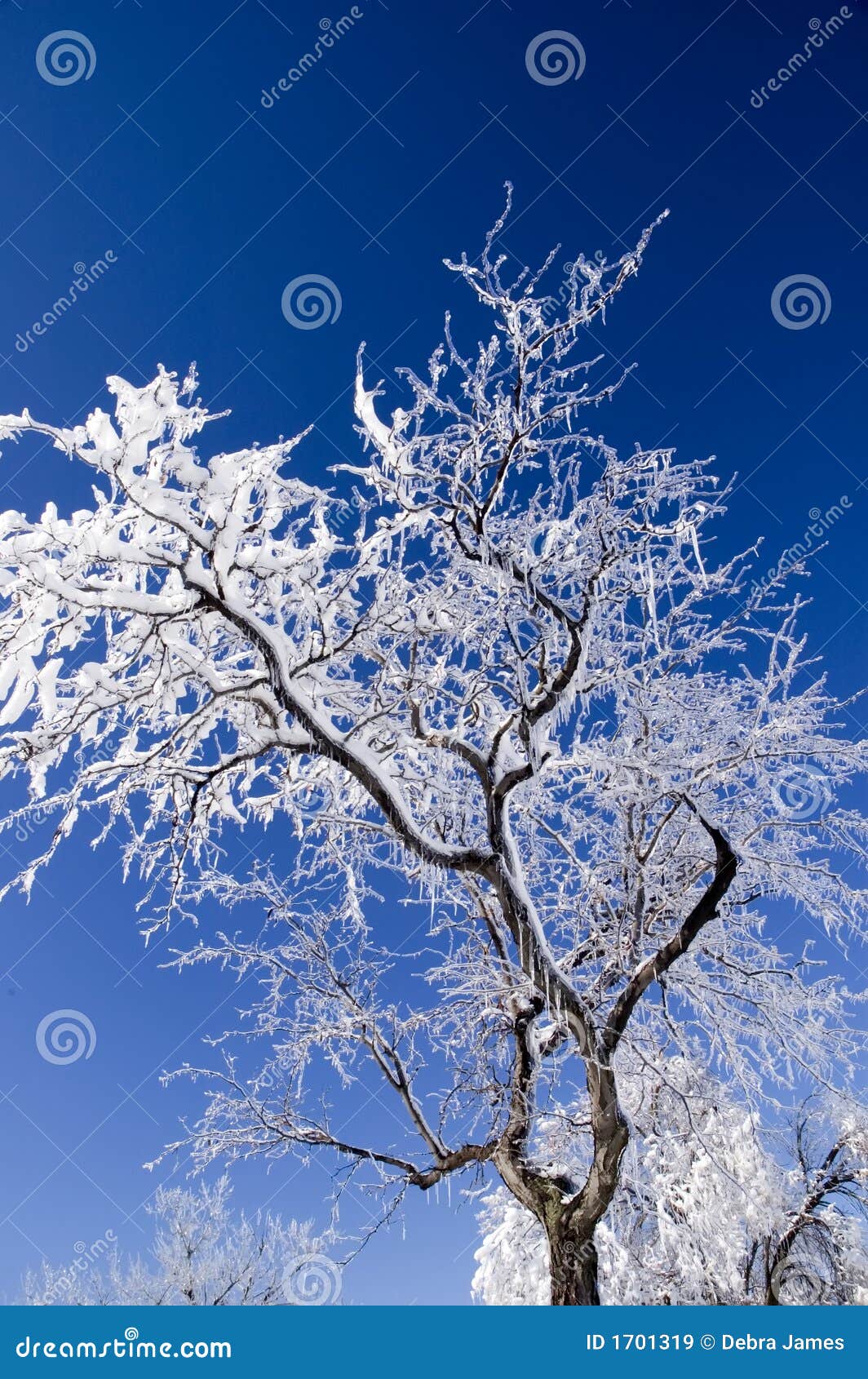 Ice and Snow Covered Tree stock image. Image of space - 1701319