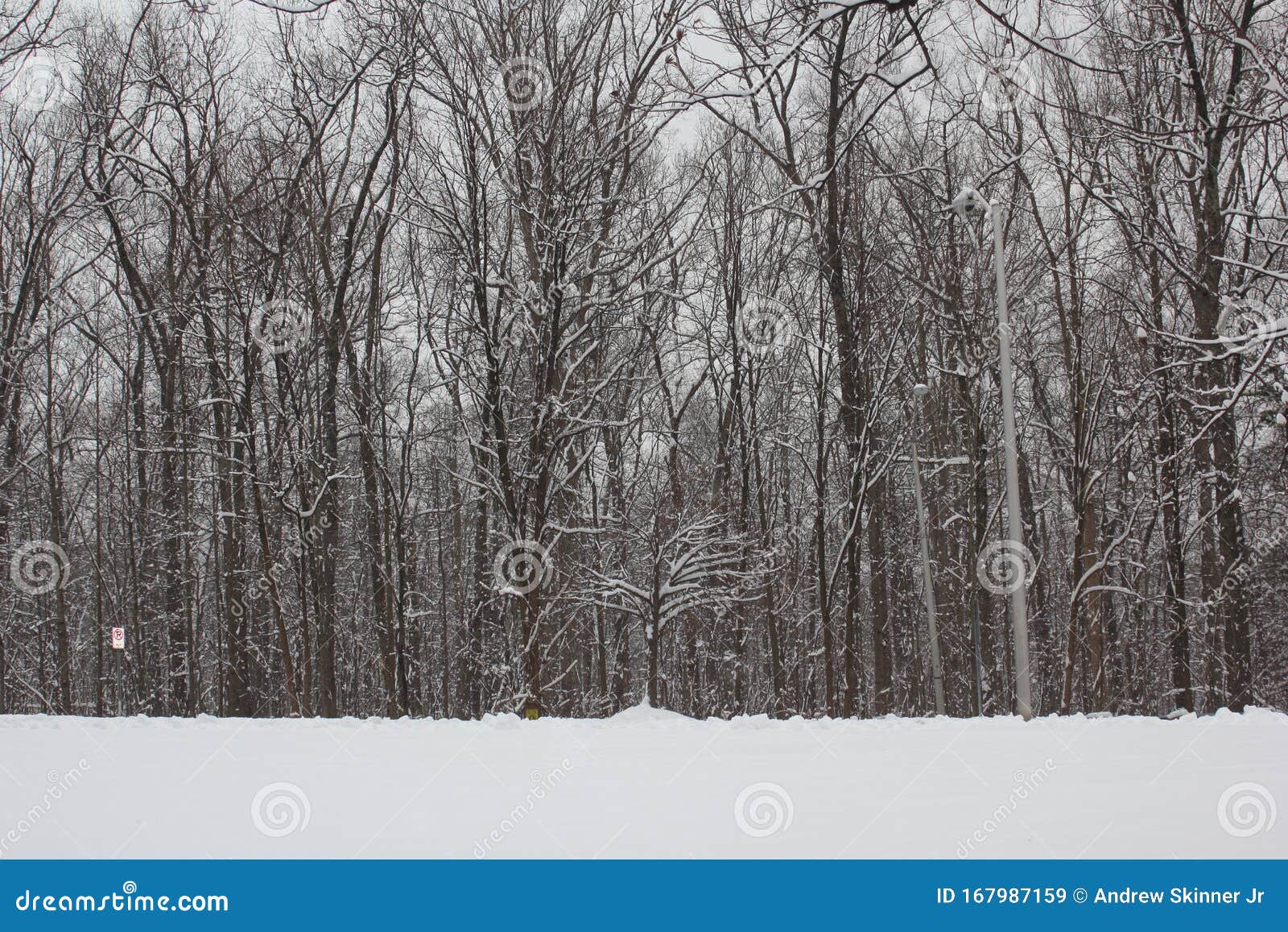 Ice and snow covered trees stock image. Image of cold - 167987159