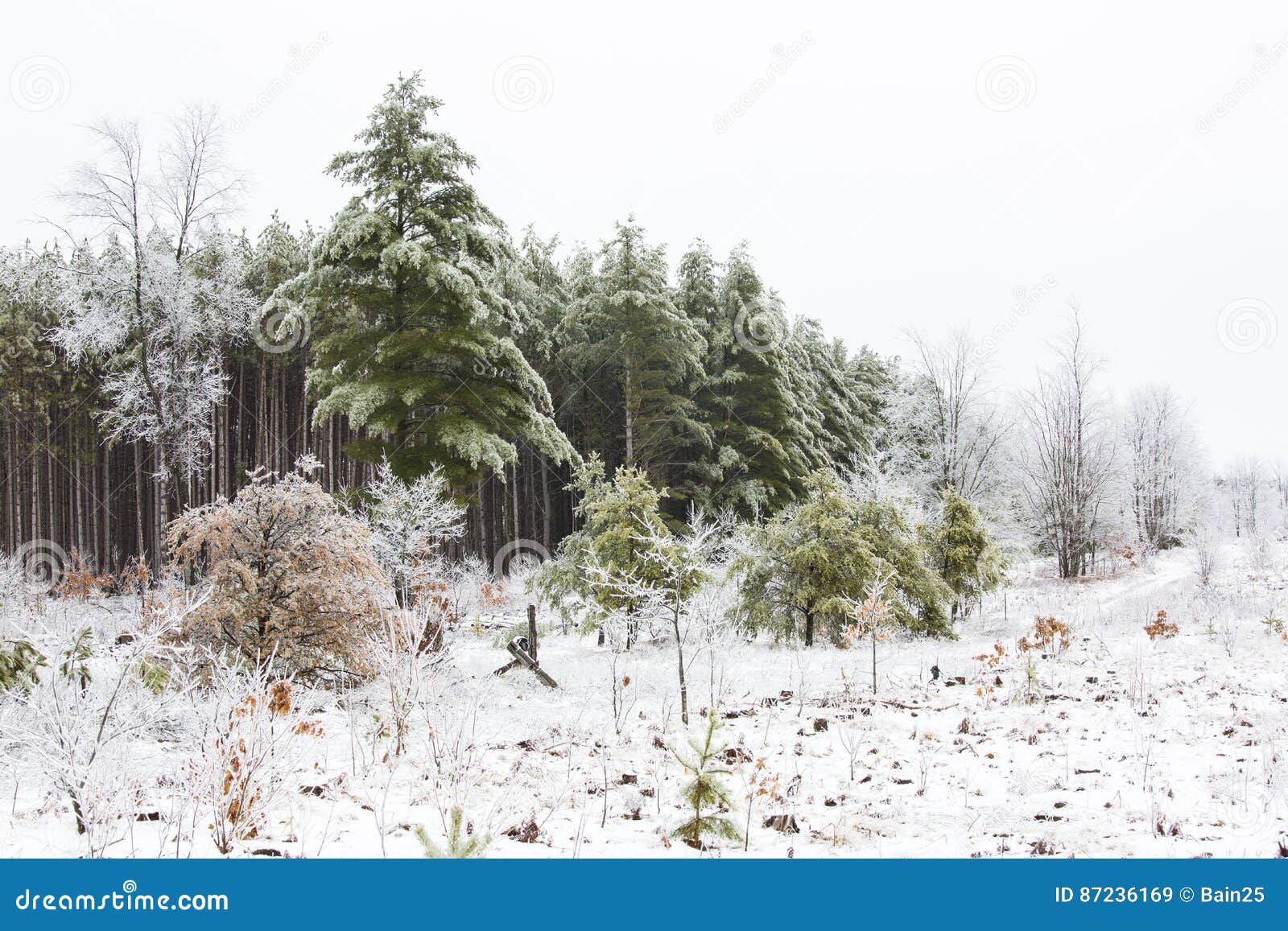 Ice, Snow, Tree, Winter Scene Stock Image - Image of covered, snow ...