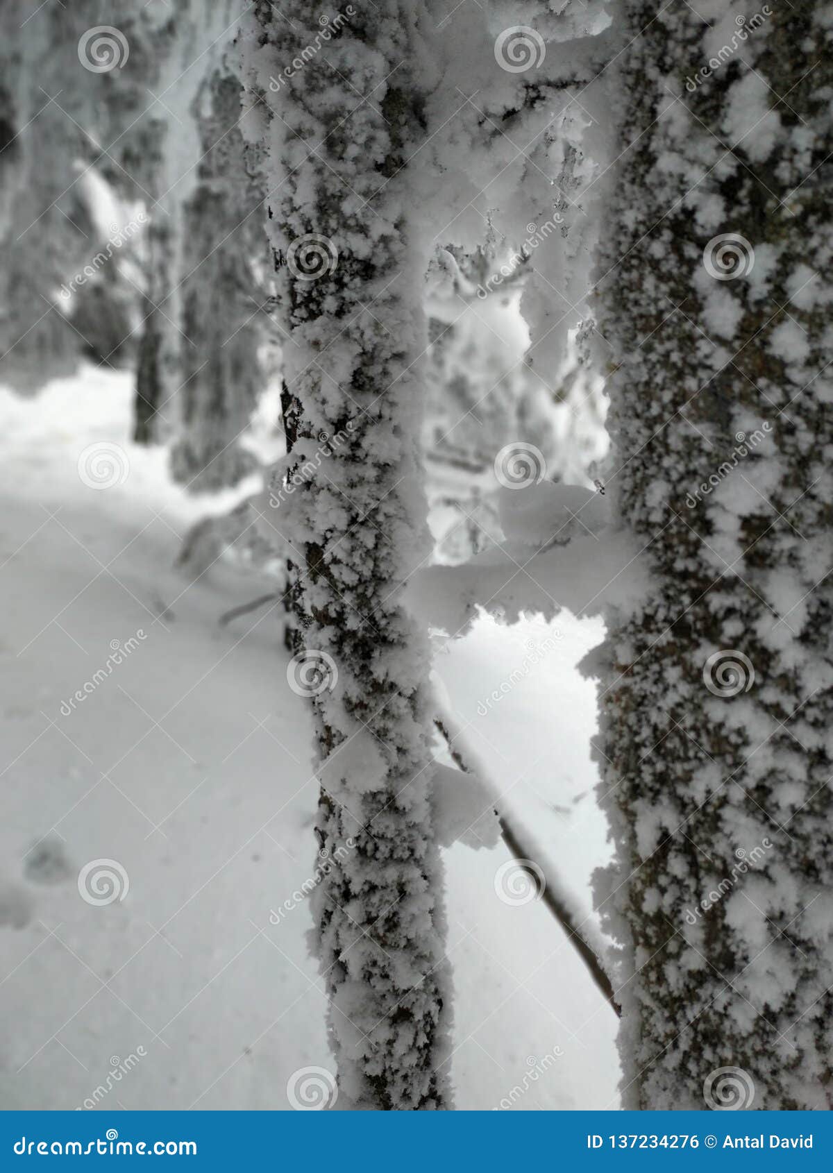 Iced snow stock photo. Image of snow, white, trees, iced - 137234276