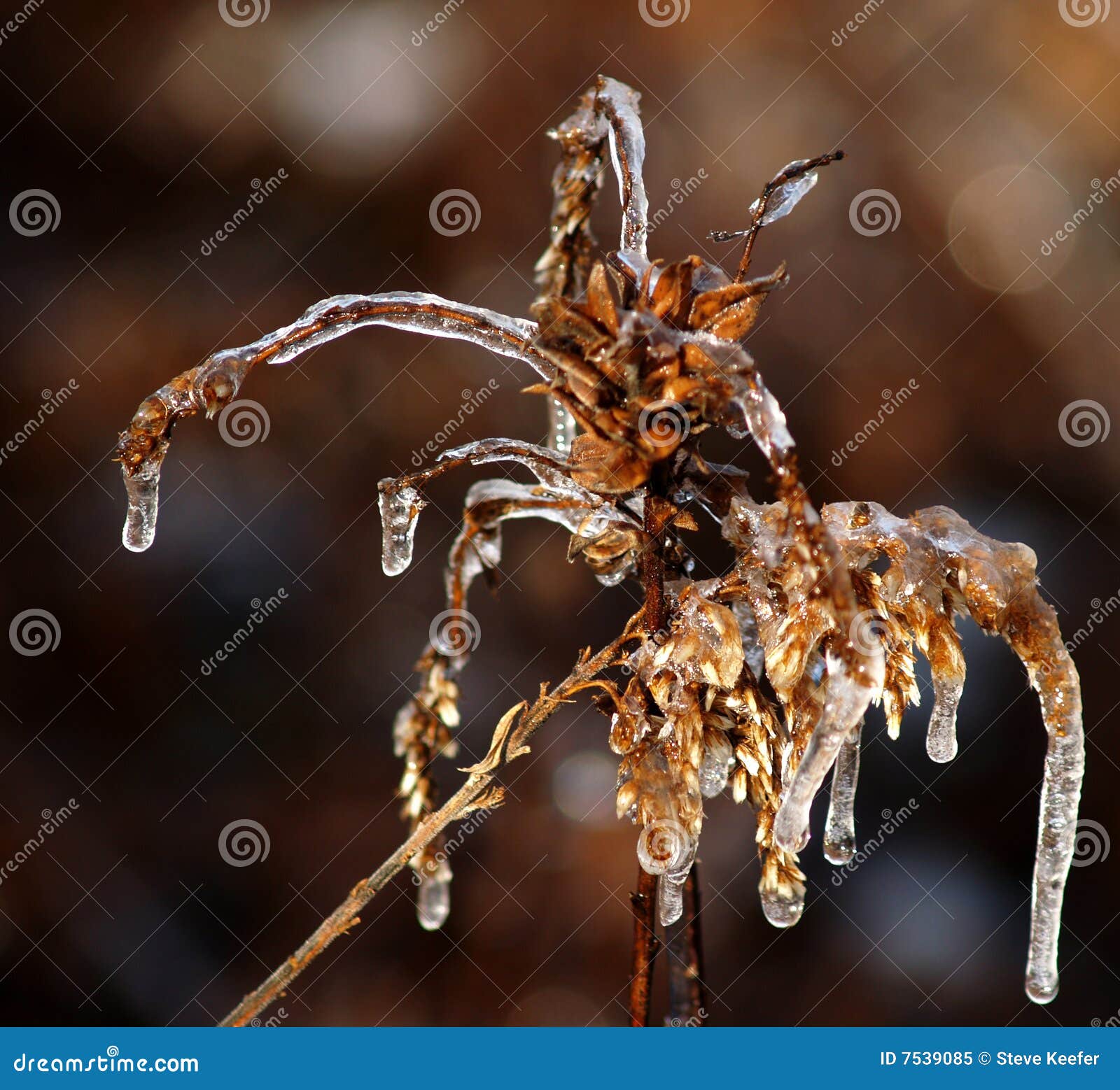 Ice spider stock image. Image of cold, plant, spider, water - 7539085
