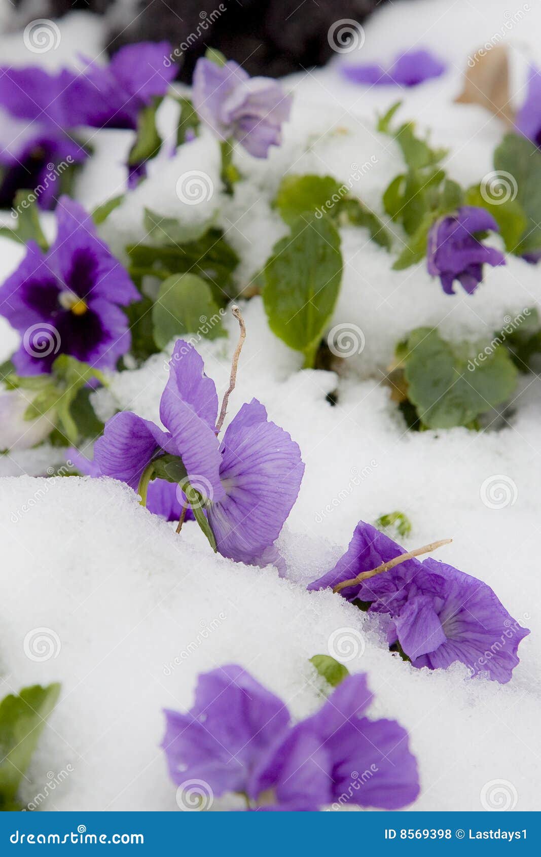 Ice & spring flowers stock photo. Image of spring - 8569398