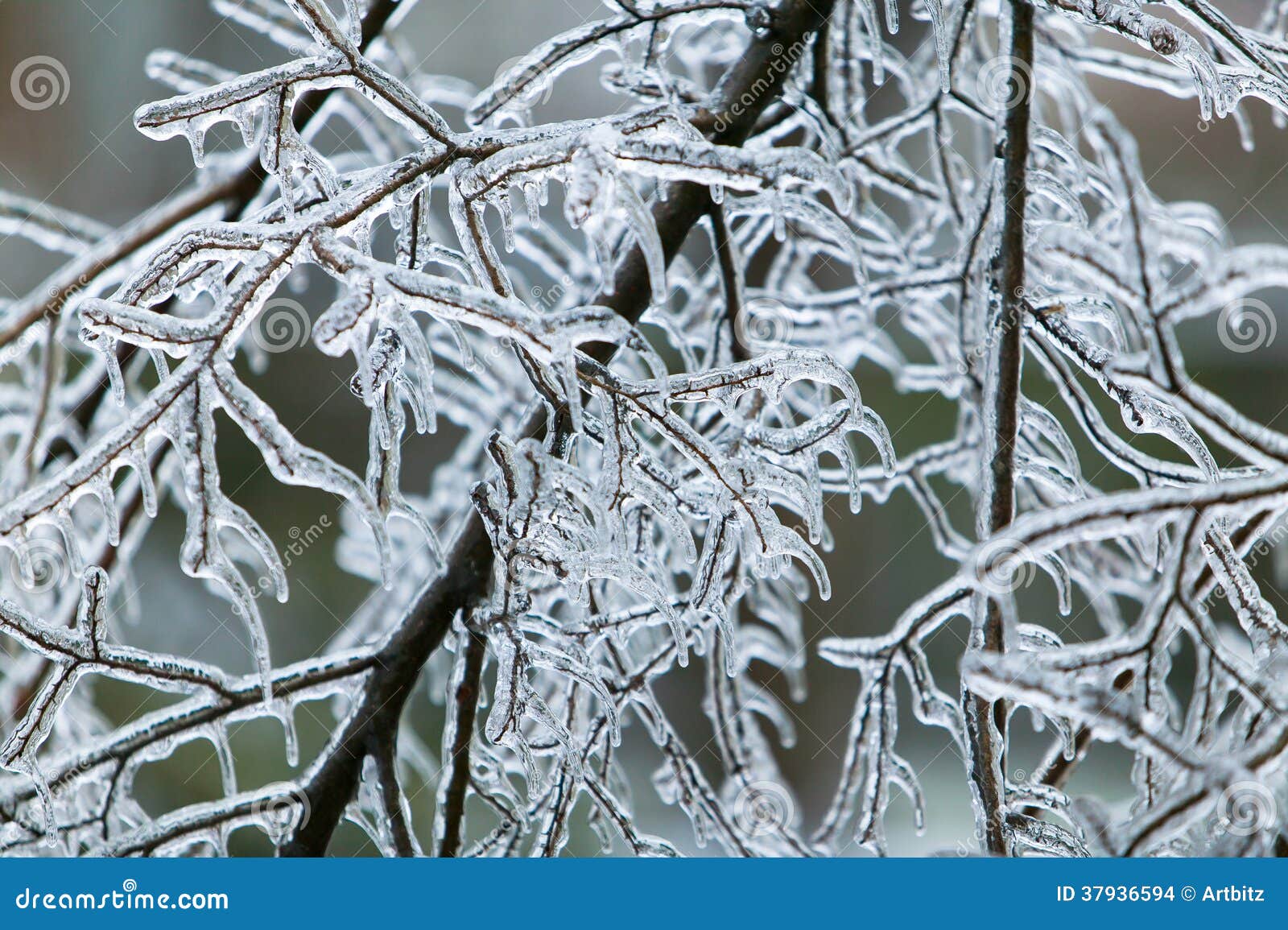 Ice Storm stock photo. Image of drip, beauty, rural, outdoors - 37936594