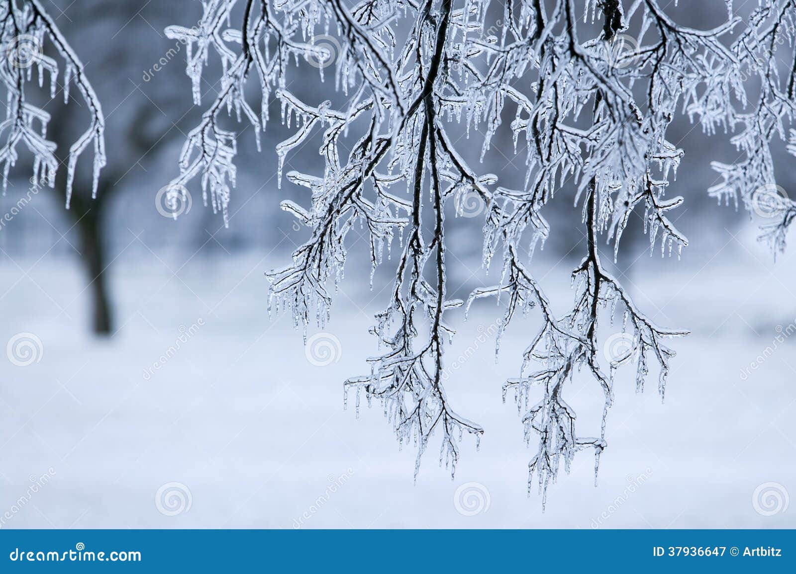 Ice Storm stock image. Image of drip, frost, icebound - 37936647