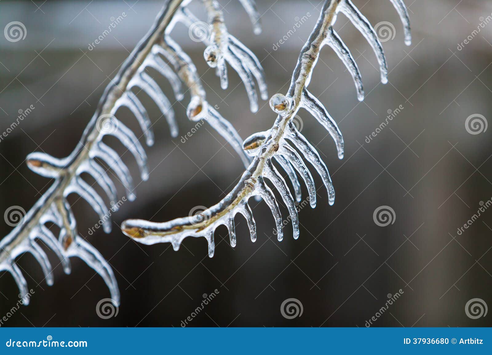Ice Storm stock photo. Image of branch, arctic, encapsulated - 37936680