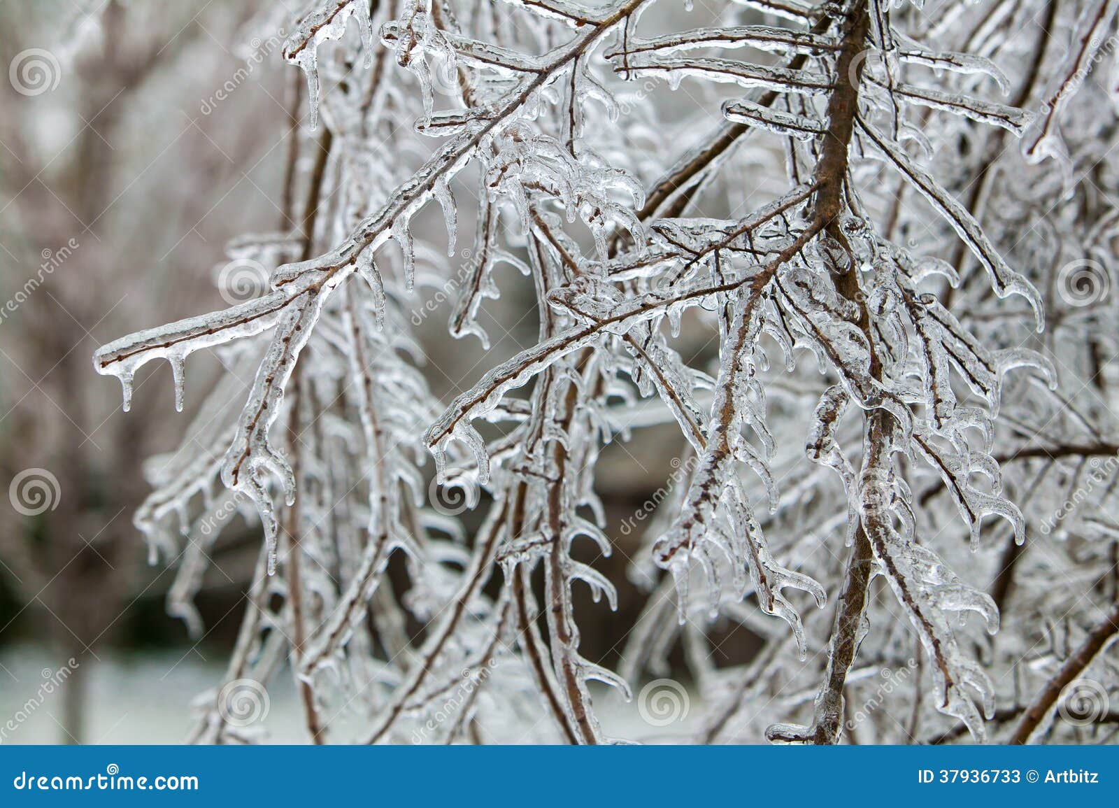 Ice Storm stock image. Image of branch, clear, chill - 37936733