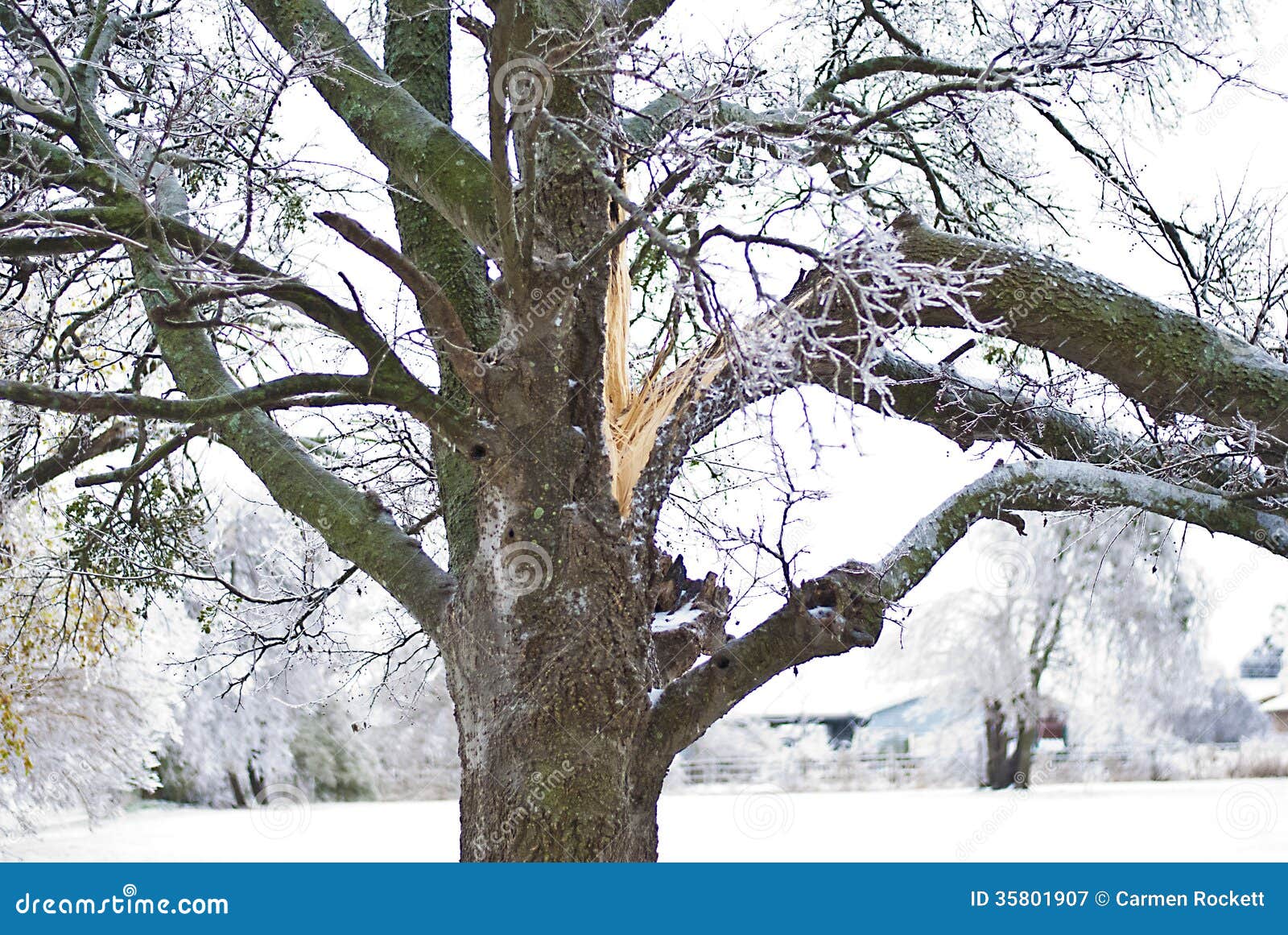 Ice Storm Damage stock image. Image of branch, branches - 35801907