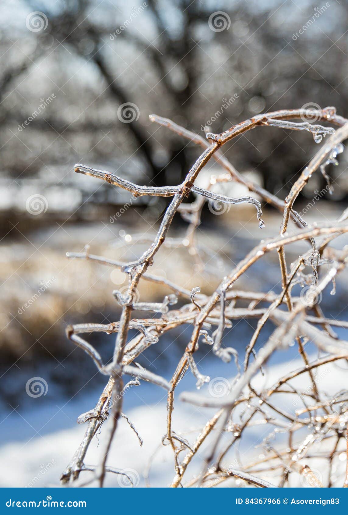 Ice storm stock photo. Image of tree, freezing, twig - 84367966