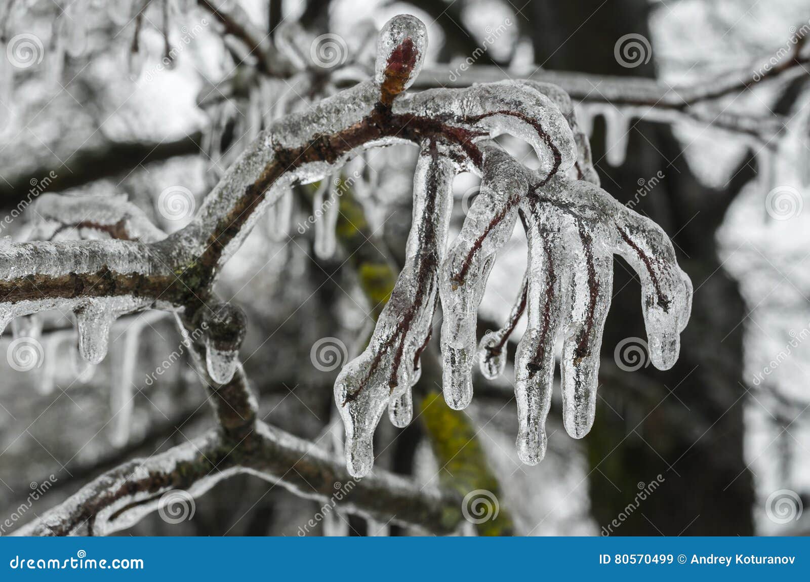 After ice storm stock image. Image of branch, cold, rain - 80570499