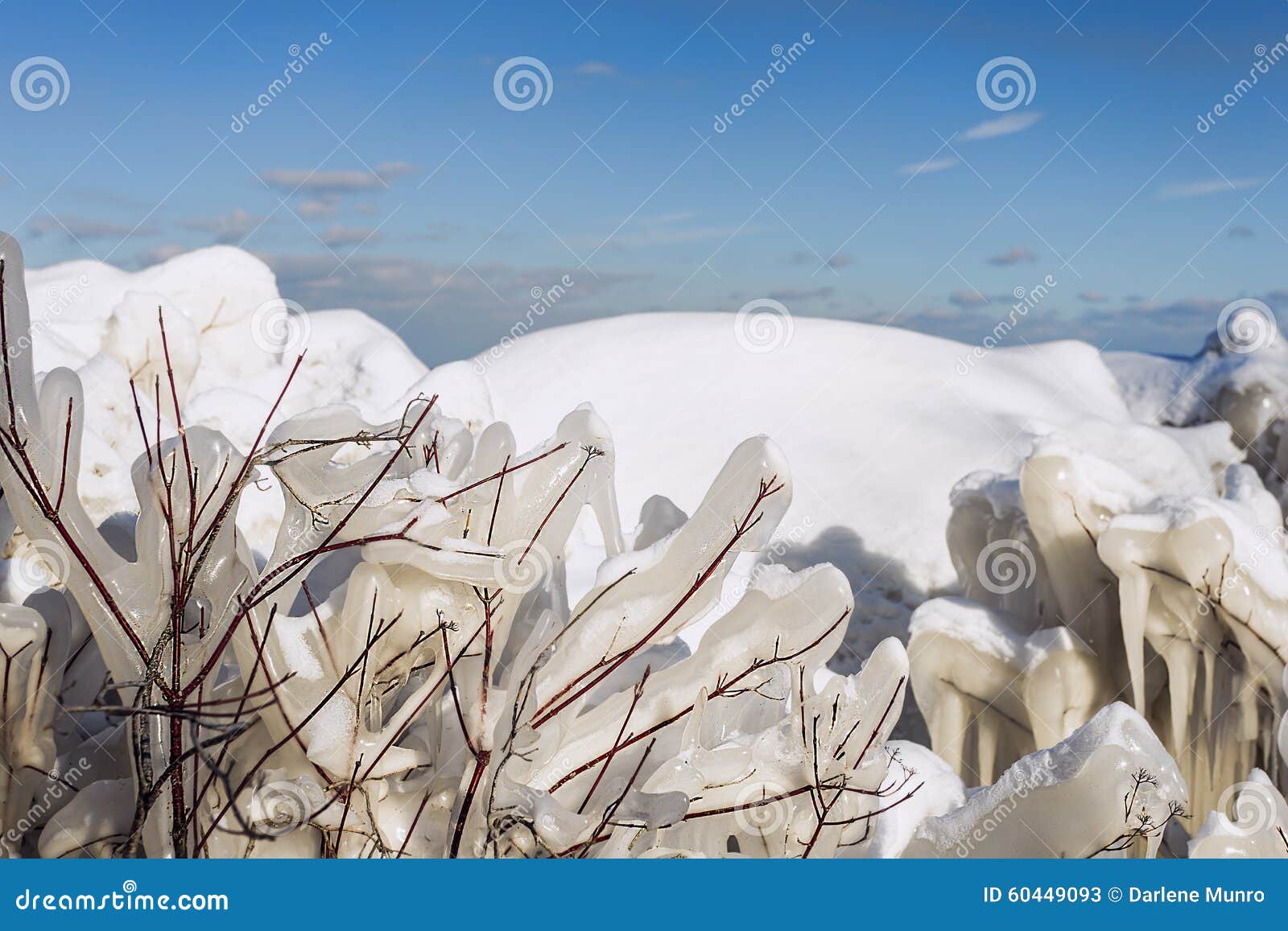 Ice Tendrils stock image. Image of season, sunlight, branch - 60449093