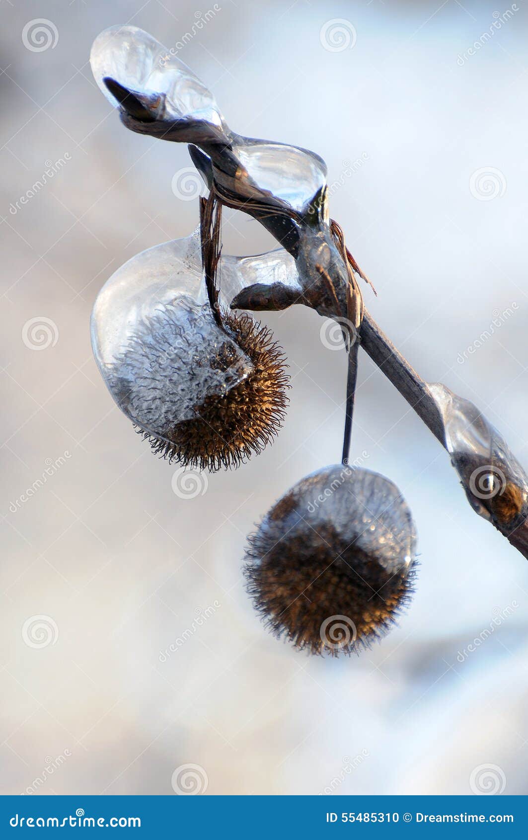 Ice on the Tip of a Tree Branch Stock Photo - Image of branch ...