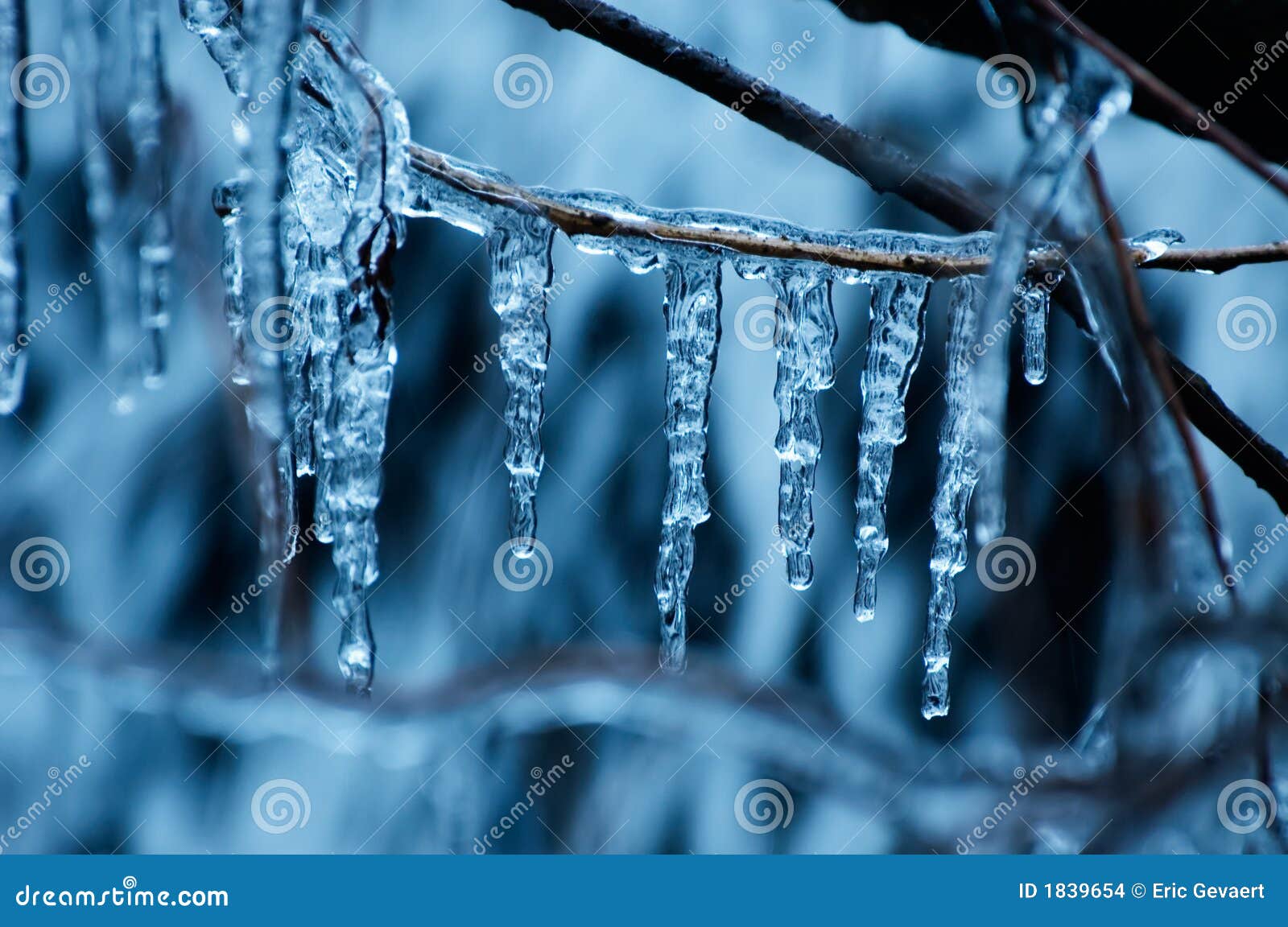 Ice on a tree stock photo. Image of icicles, river, nature - 1839654