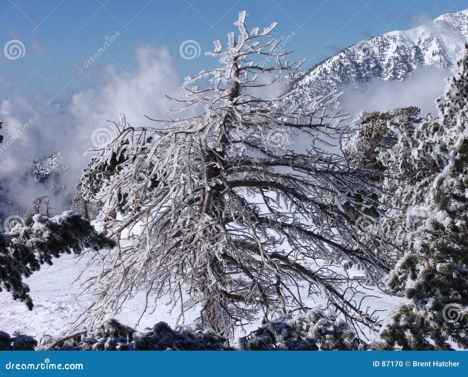 Ice Tree stock photo. Image of tree, california, skiing - 87170