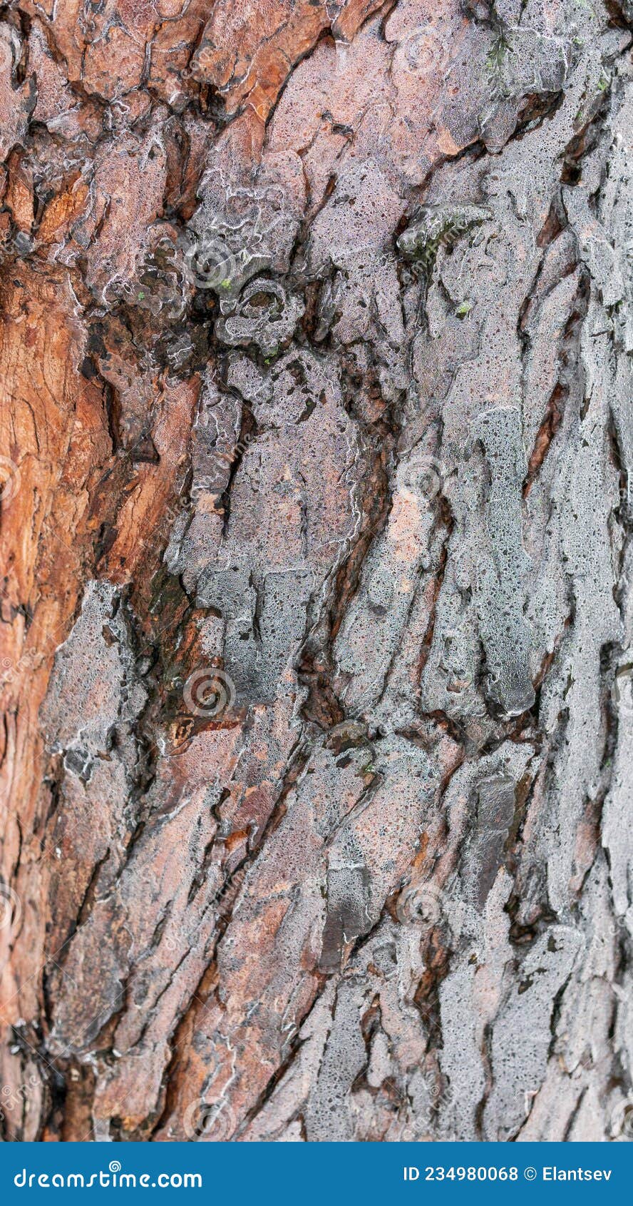 Ice on Tree Bark, Abstract Texture of Thin Ice and Wood Stock Photo ...