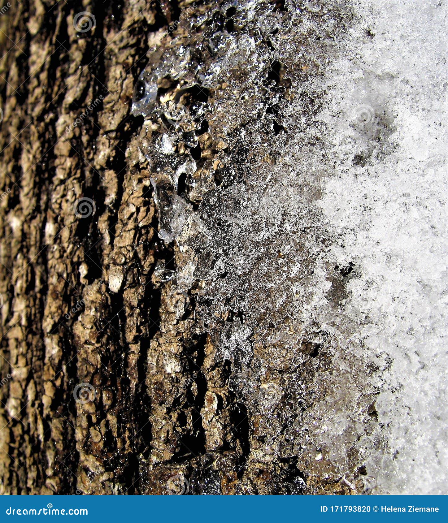 Ice and Tree Bark. Shining Ice on the Crust Stock Photo - Image of ...