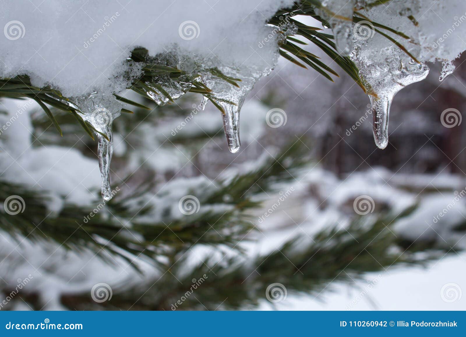 Ice on a tree branch stock photo. Image of cold, holiday - 110260942