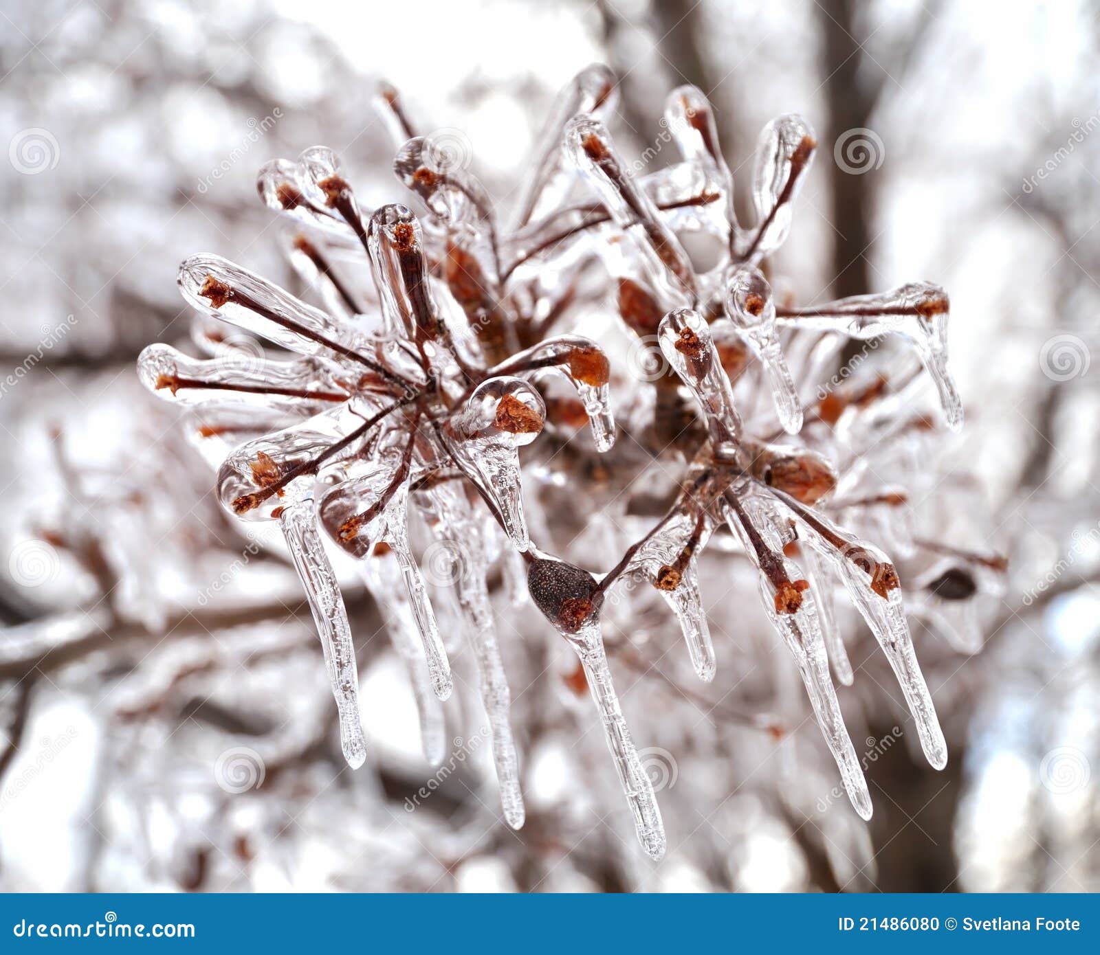 Ice on a tree branches stock photo. Image of cool, crystal - 21486080