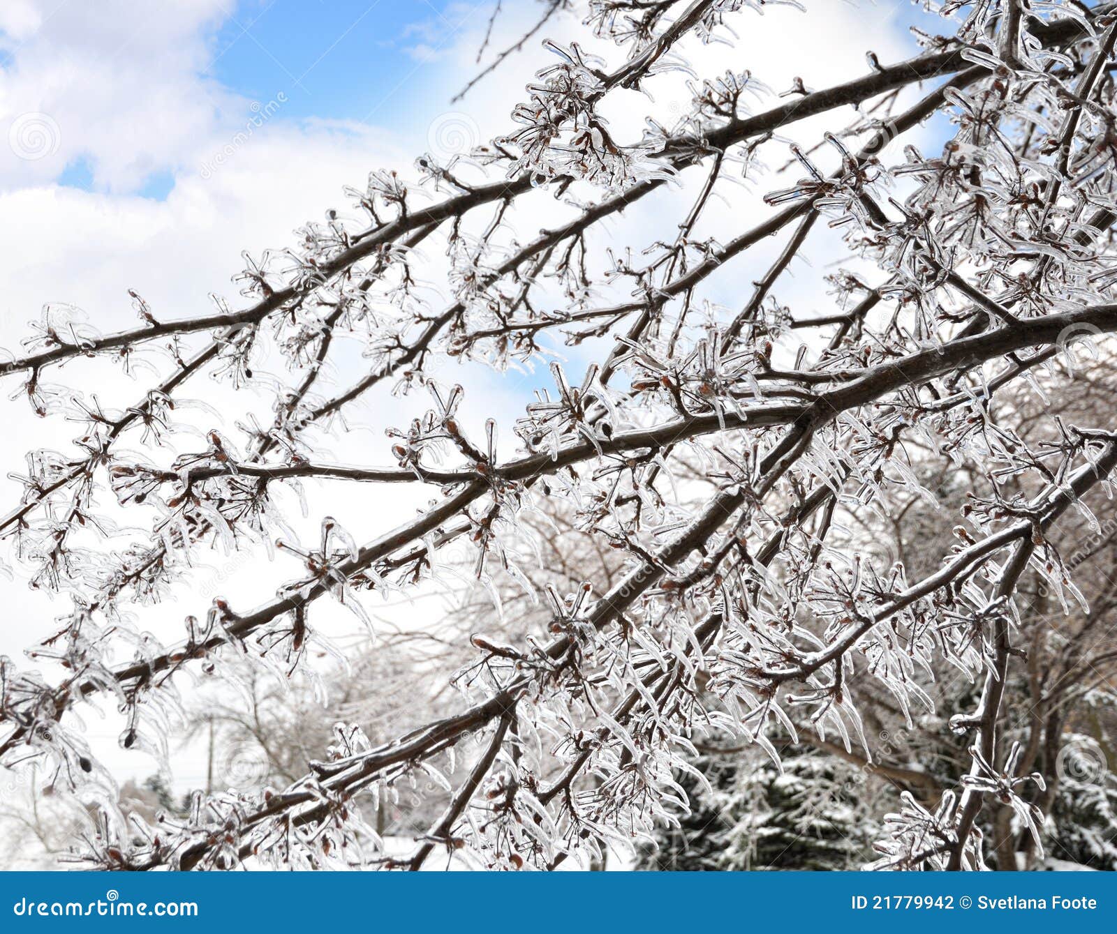 Ice on the Tree Branches stock photo. Image of winter - 21779942