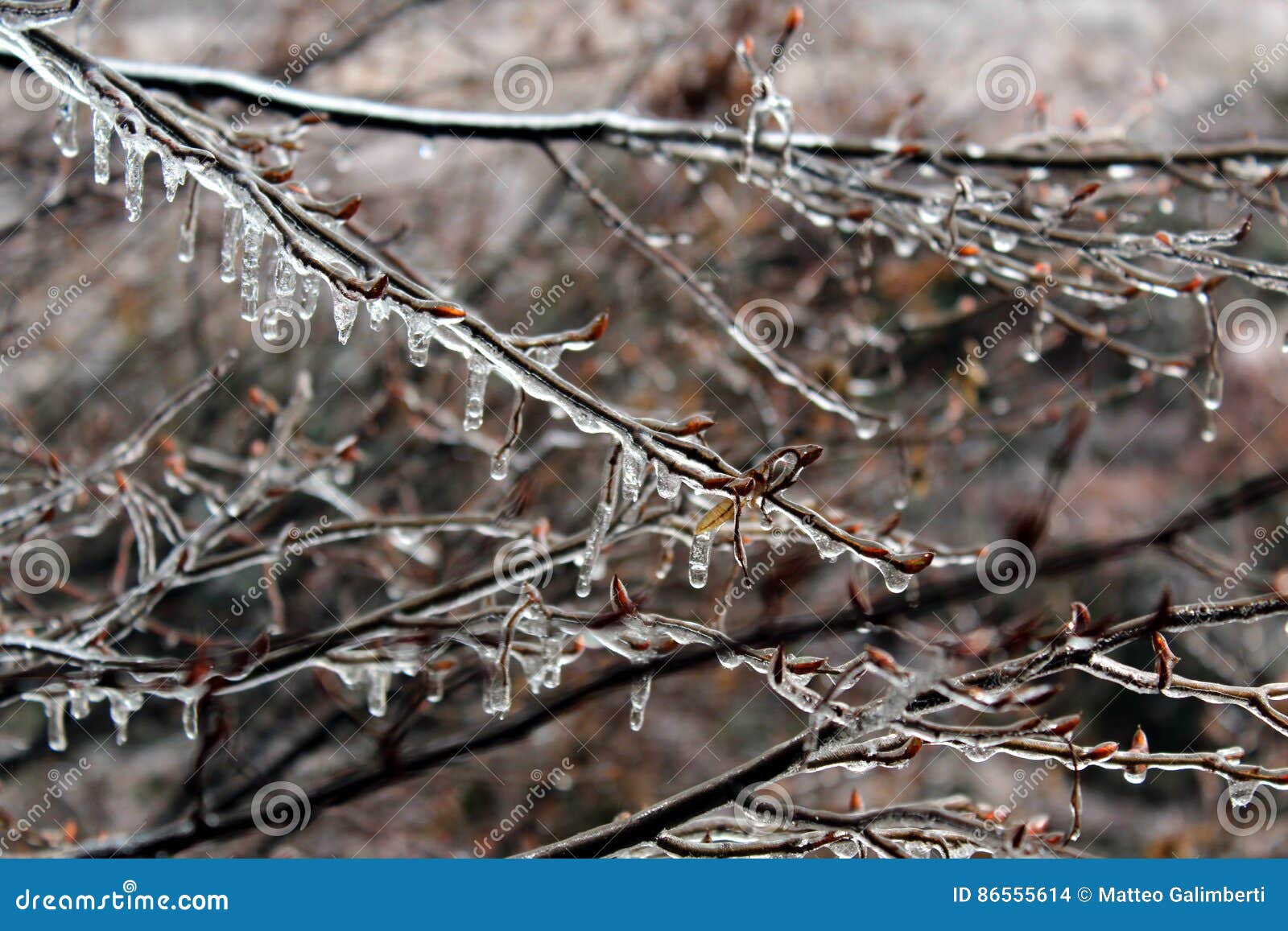 Ice on tree branches stock photo. Image of snow, stalactites - 86555614