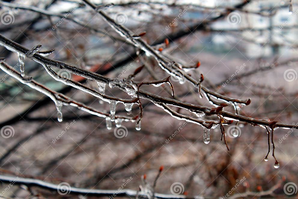 Ice on tree branches stock photo. Image of freezing, branches - 86555712