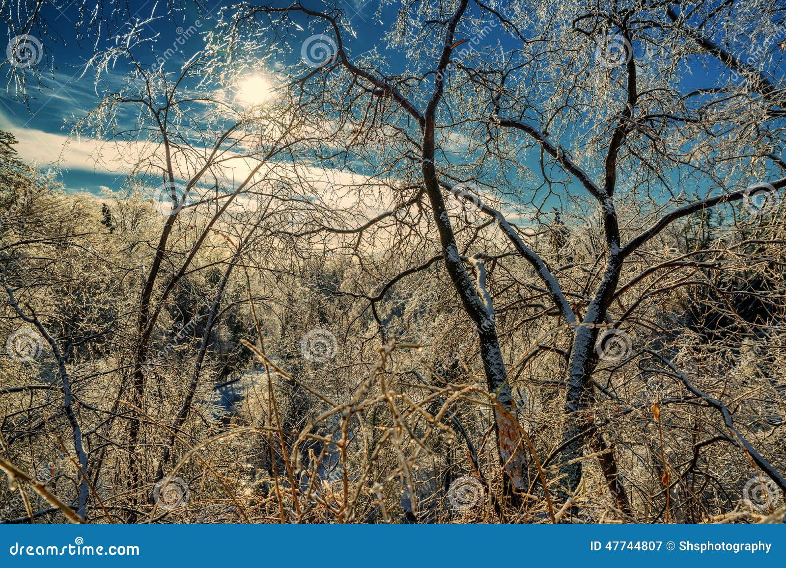 Ice Tree Branches Sparkling in the Sun Stock Image - Image of landscape ...
