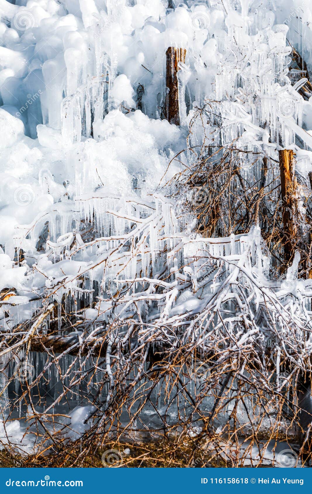 Ice on Tree close up stock photo. Image of life, cold - 116158618