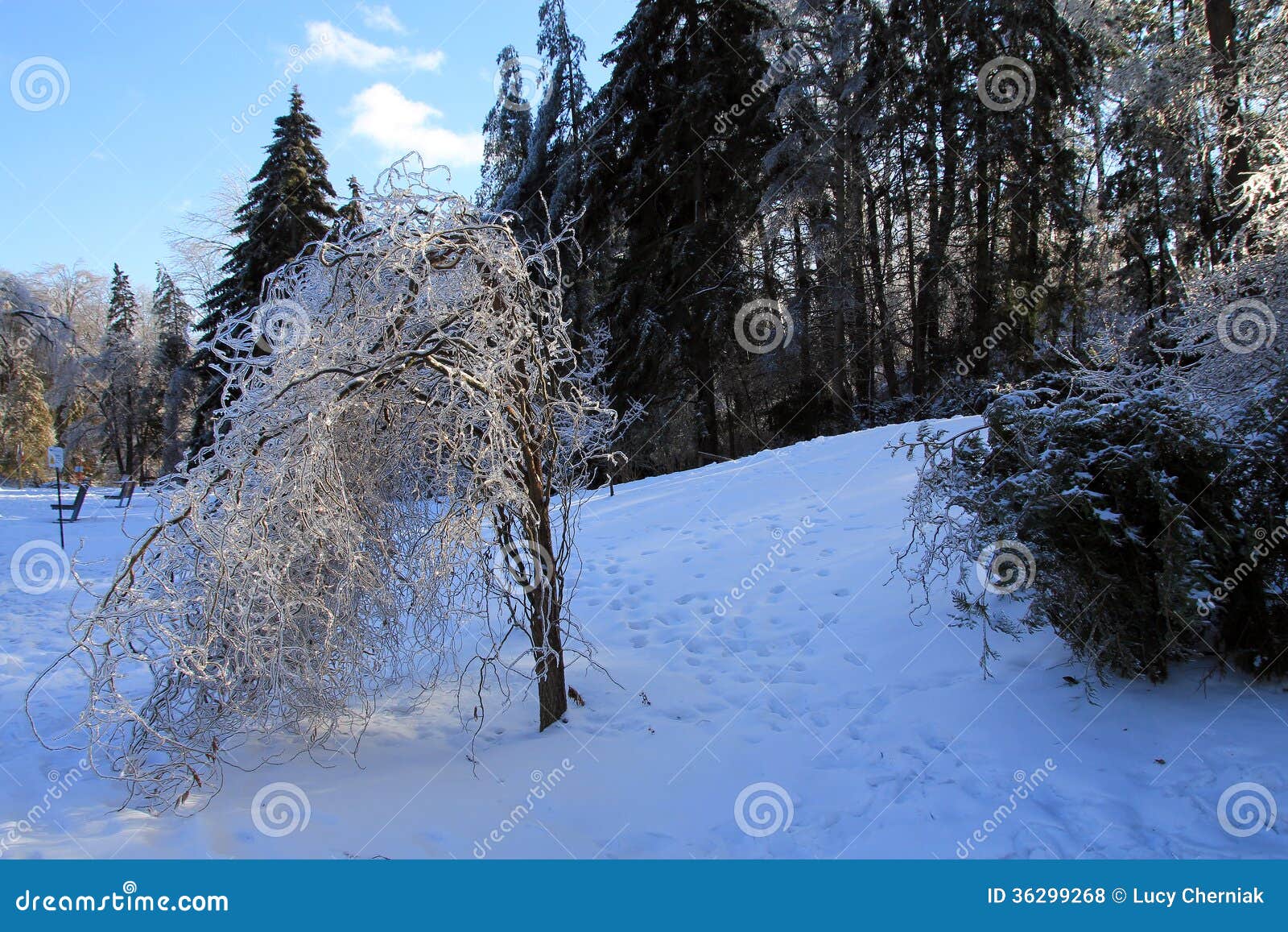 Ice Tree stock photo. Image of flora, hill, branch, snow - 36299268