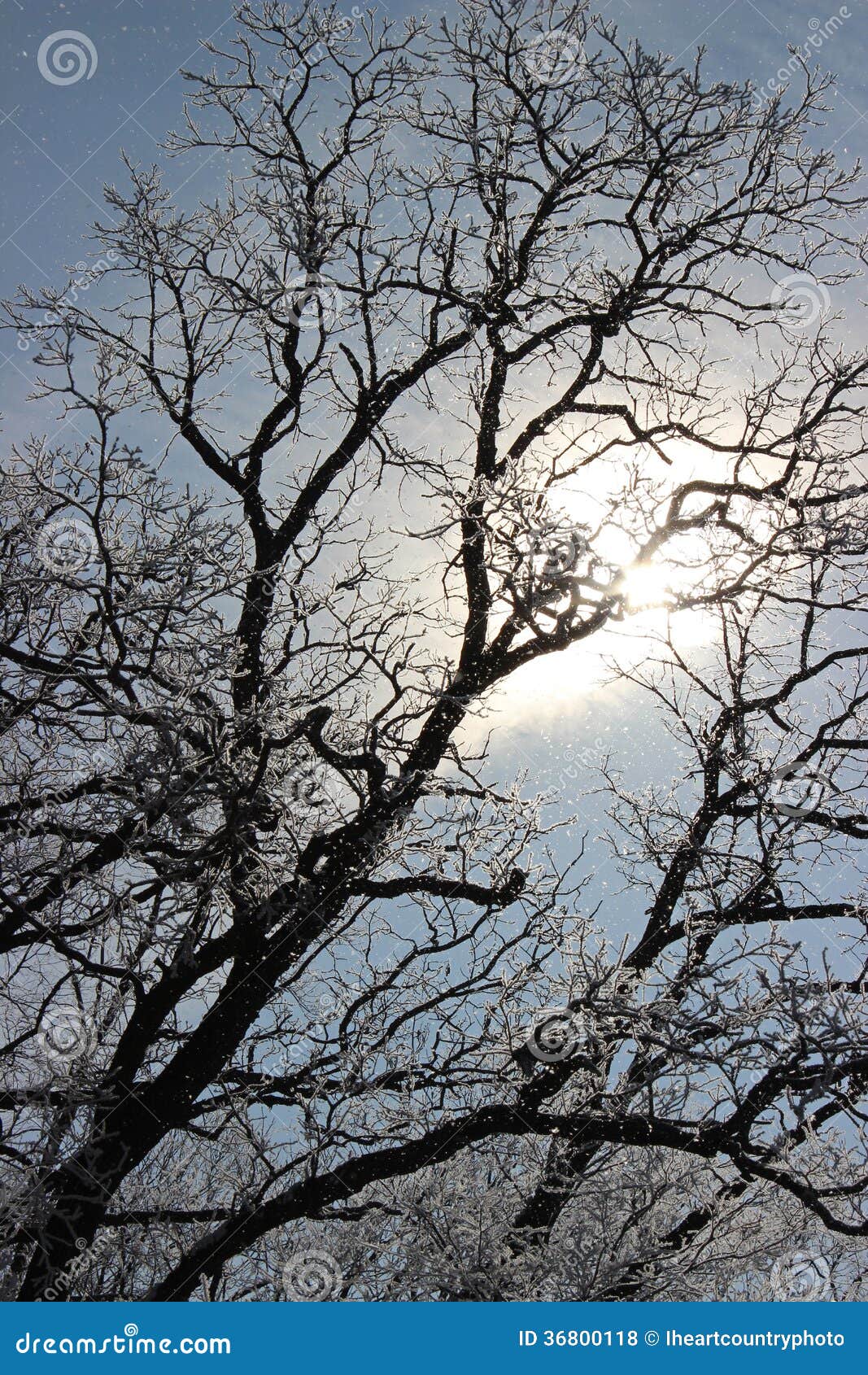 Ice Tree stock photo. Image of frost, glisten, white - 36800118