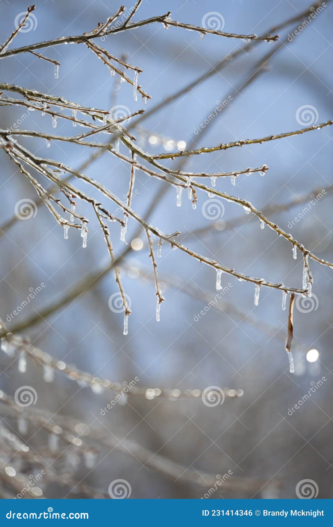 Ice on a Tree stock photo. Image of december, limb, beauty - 231414346