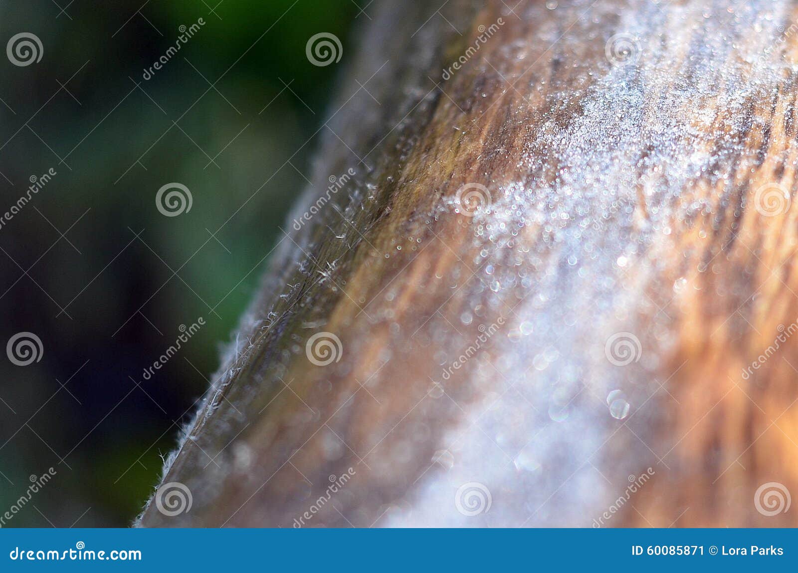 Ice on tree stock image. Image of cold, close, park, winter - 60085871