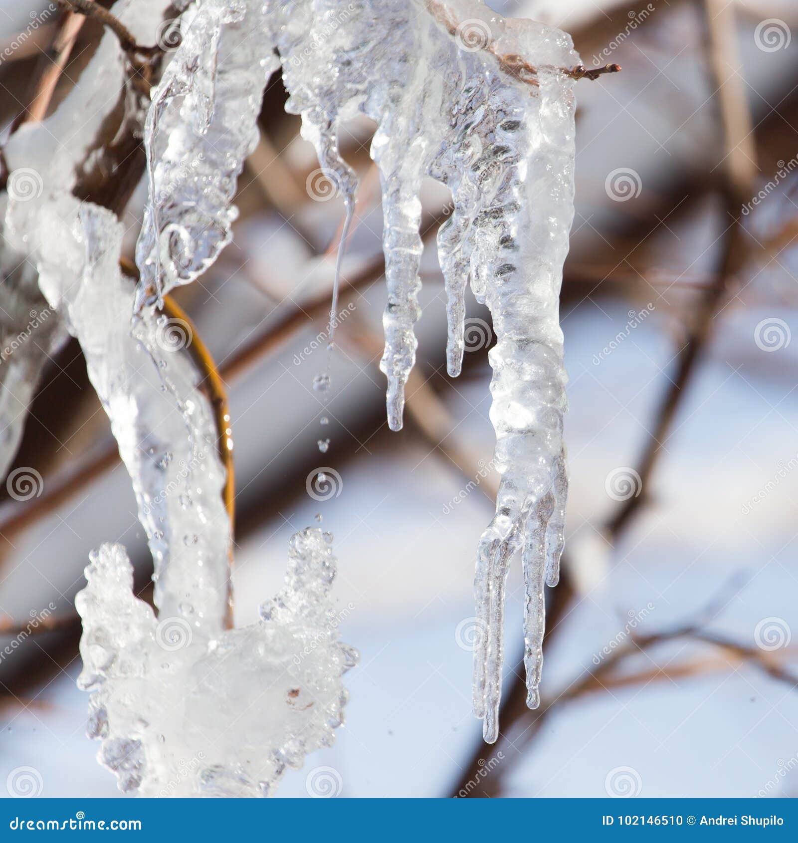Ice from the Tree in Nature Stock Photo - Image of forest, concepts ...
