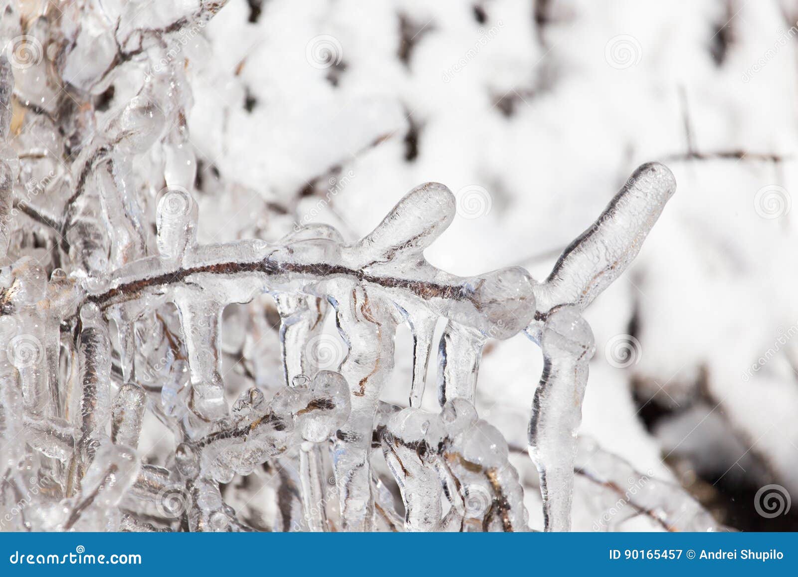 Ice from the Tree in Nature Stock Image - Image of seasonal, frozen ...