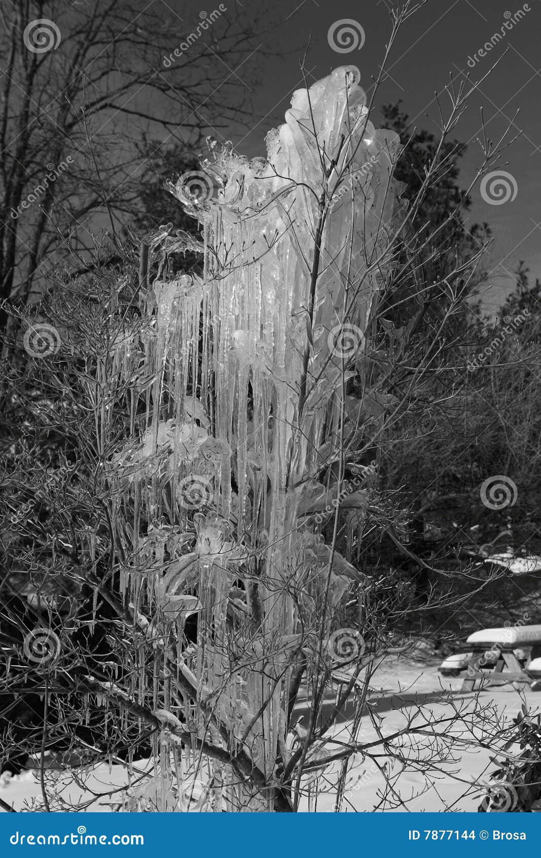 Ice Tree Sculpture stock photo. Image of icicles, global - 7877144