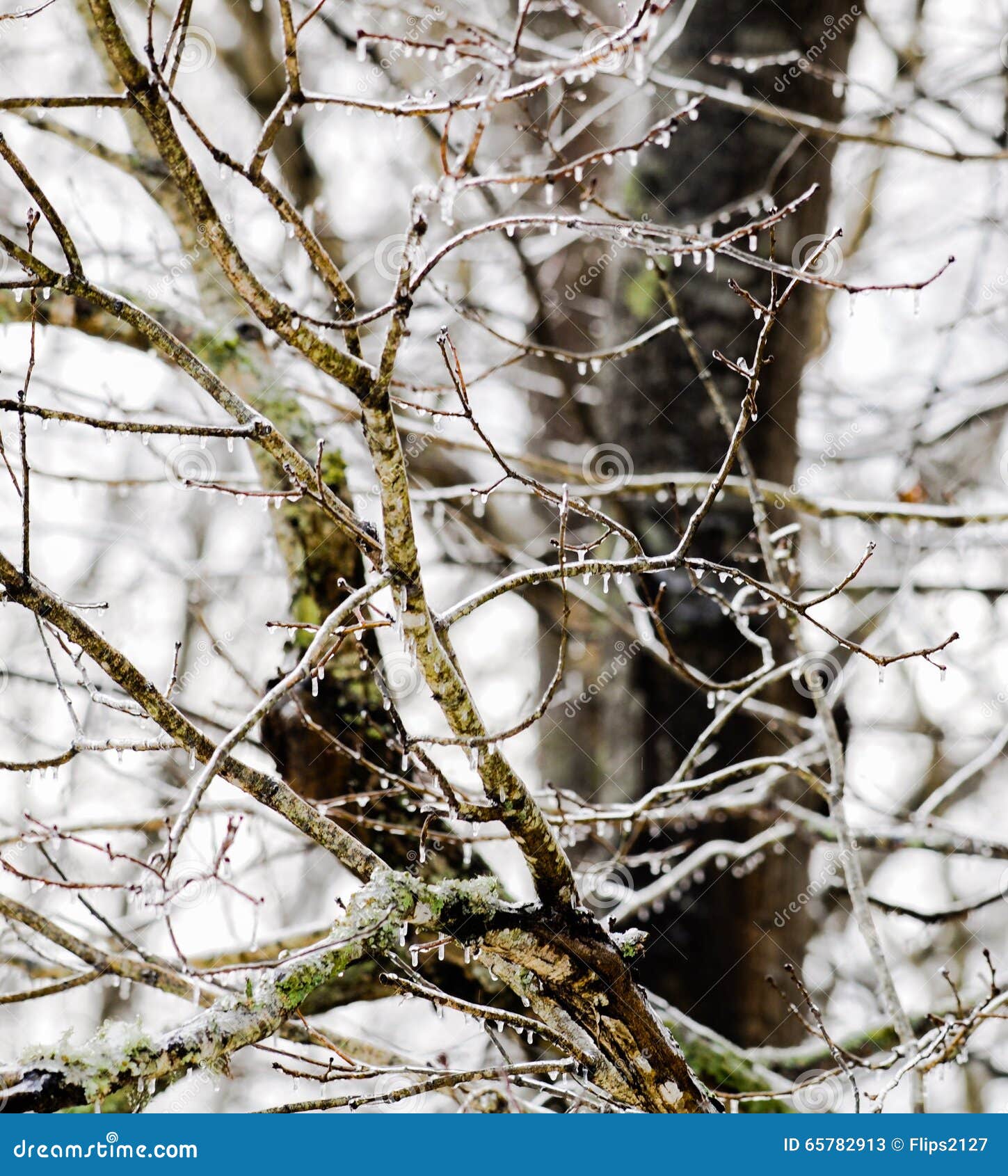 Ice on tree stock image. Image of tree, icicle, branch - 65782913